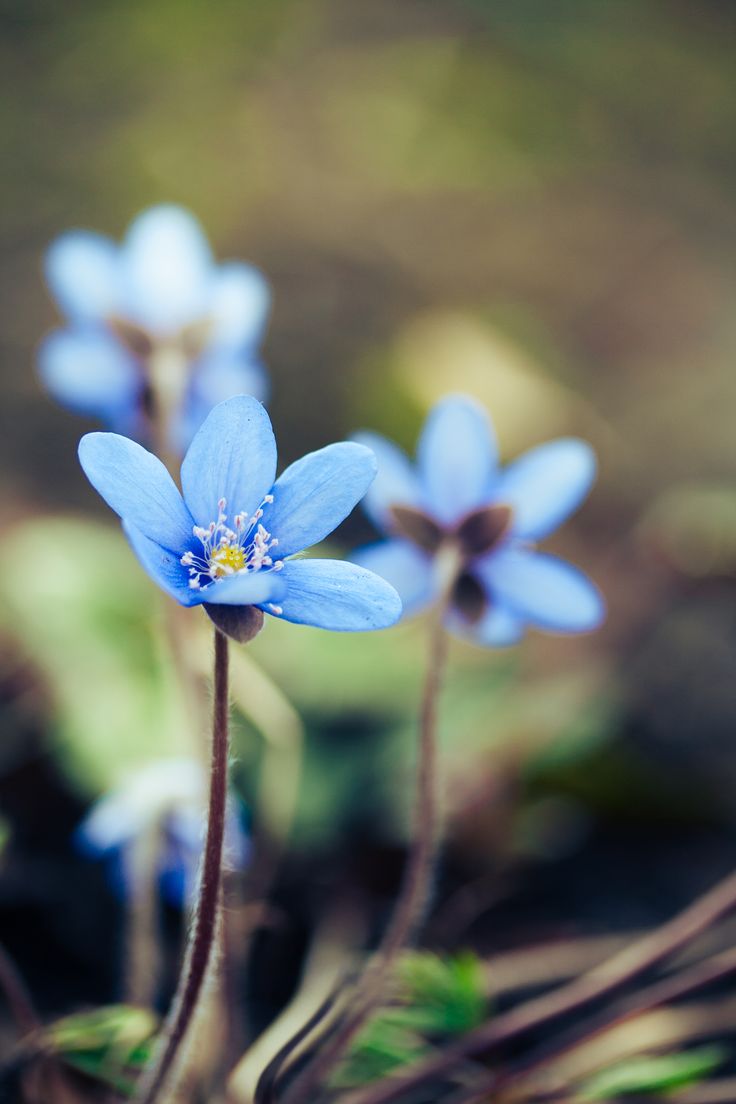 Hepatica Wallpapers - Wallpaper Cave