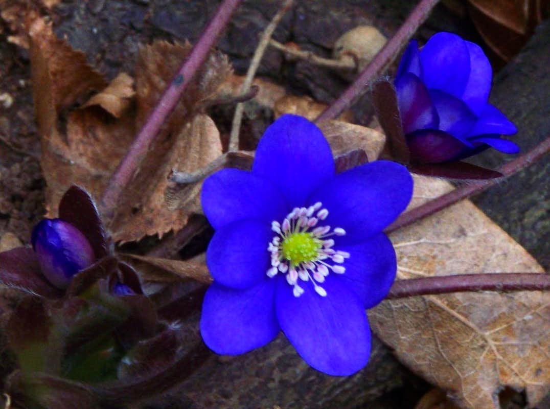 Hepatica Wallpapers - Wallpaper Cave