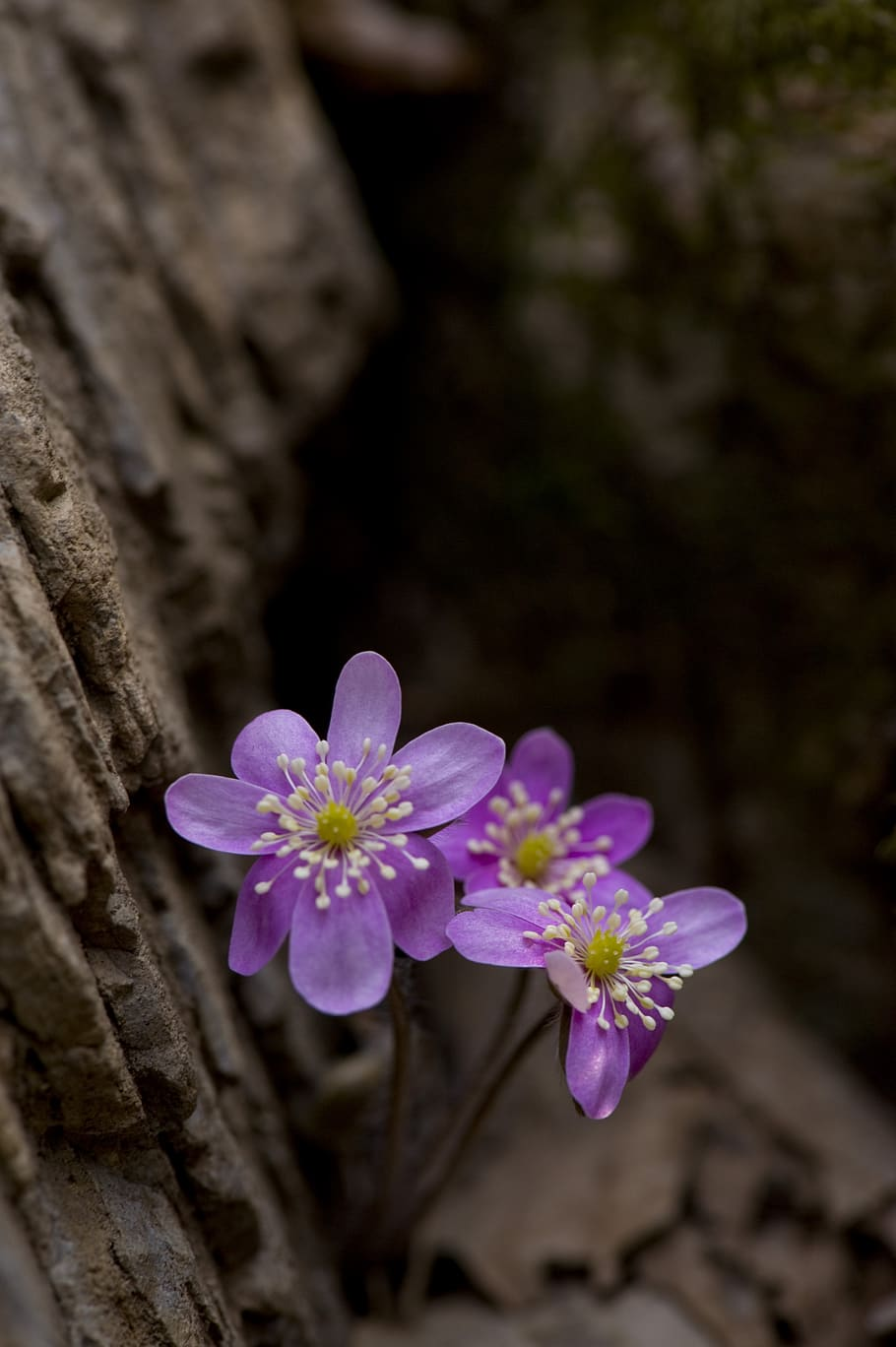 Hepatica Wallpapers - Wallpaper Cave