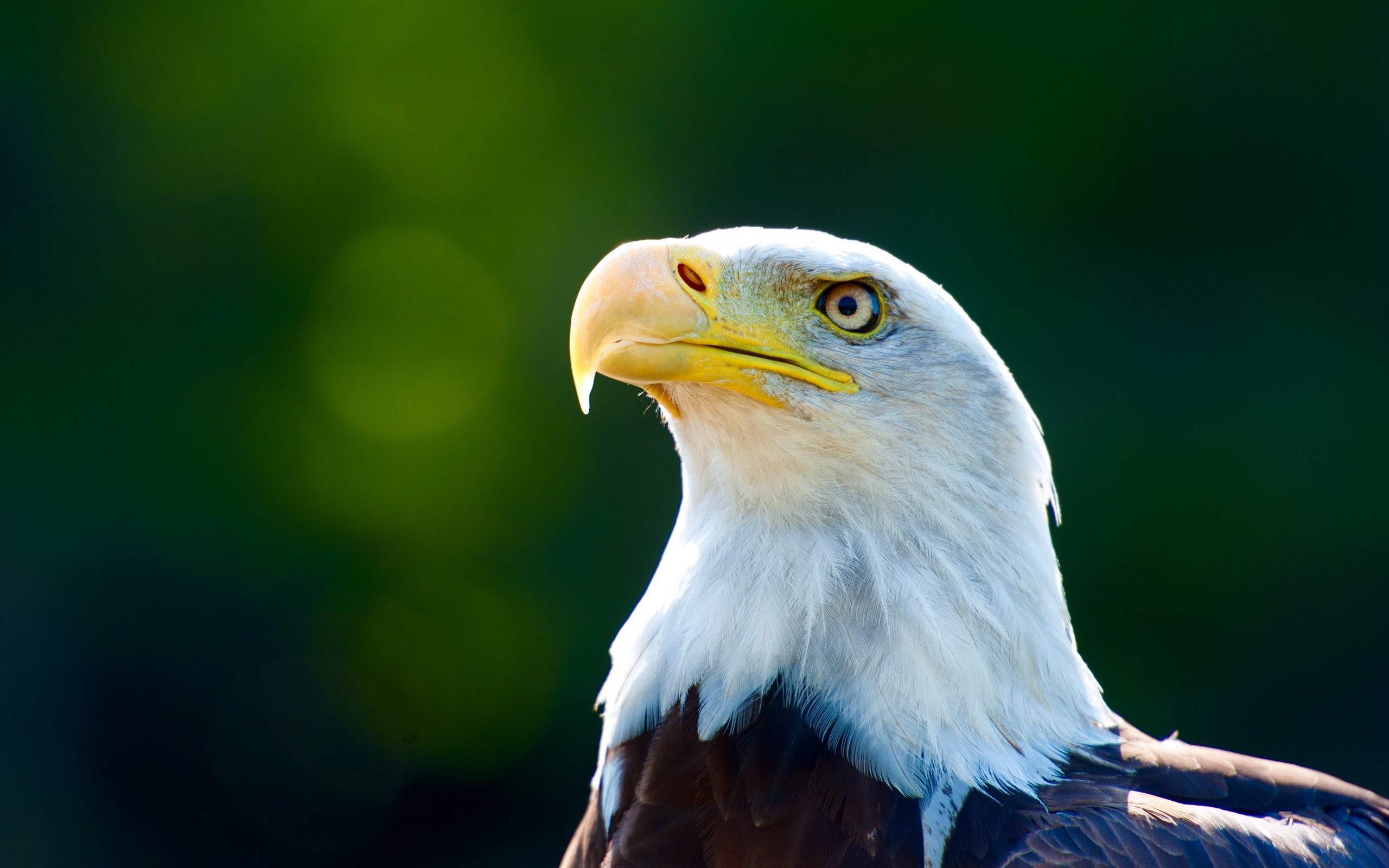 Eagle Head Wallpapers - Wallpaper Cave
