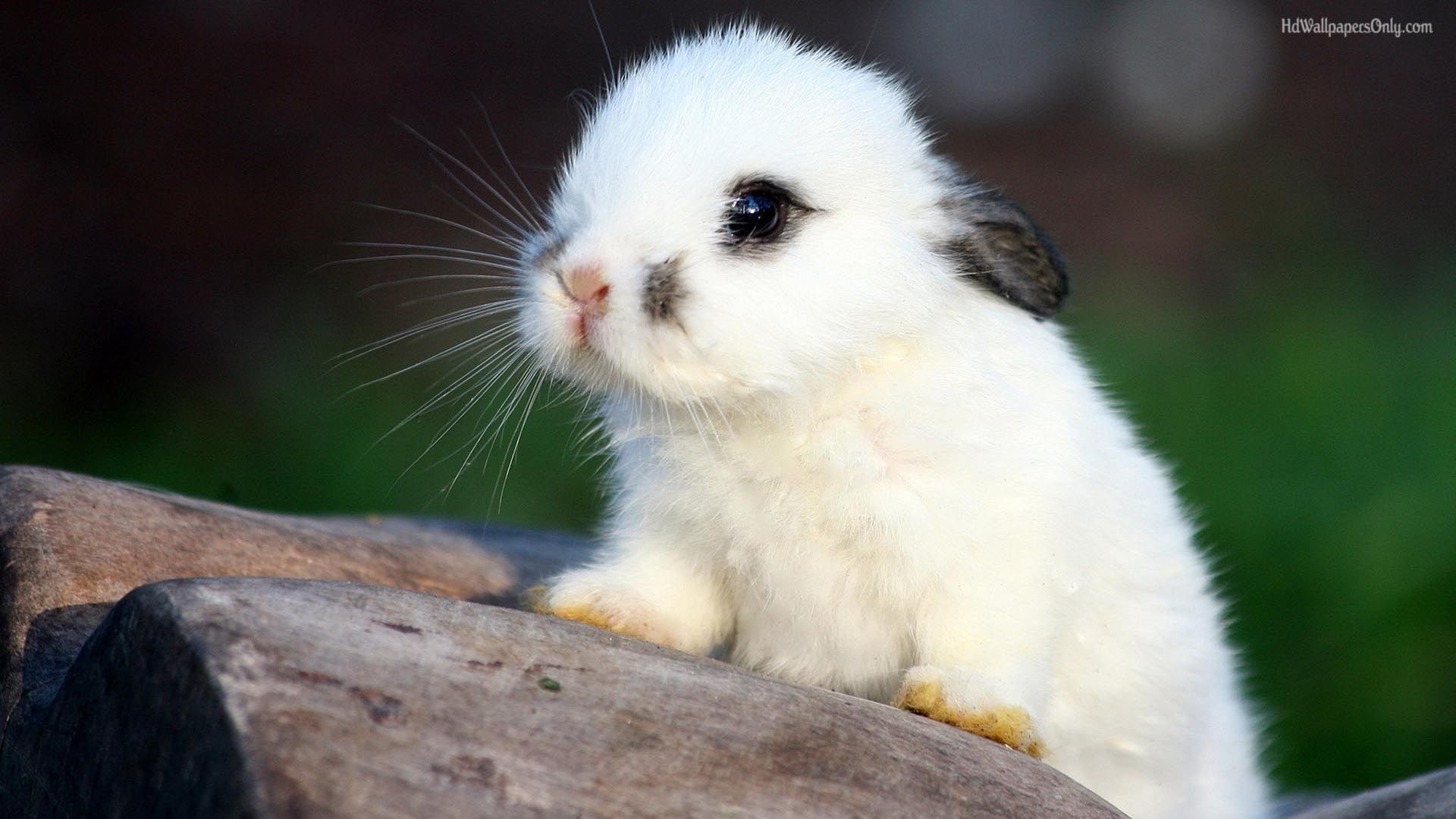 Cute Creatures Wallpapers - Wallpaper Cave