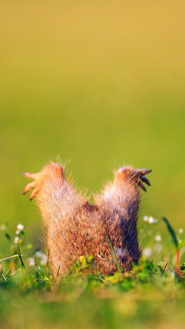 Cute Creatures Wallpapers - Wallpaper Cave