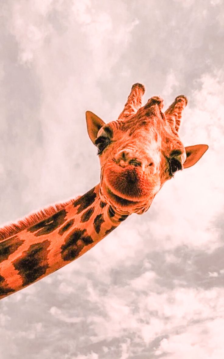 Cute Creatures Wallpapers - Wallpaper Cave