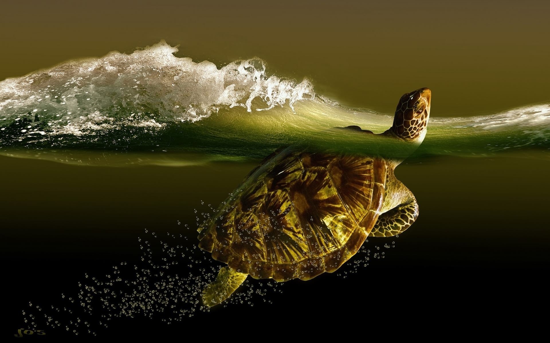 Turtle Art Wallpapers - Wallpaper Cave