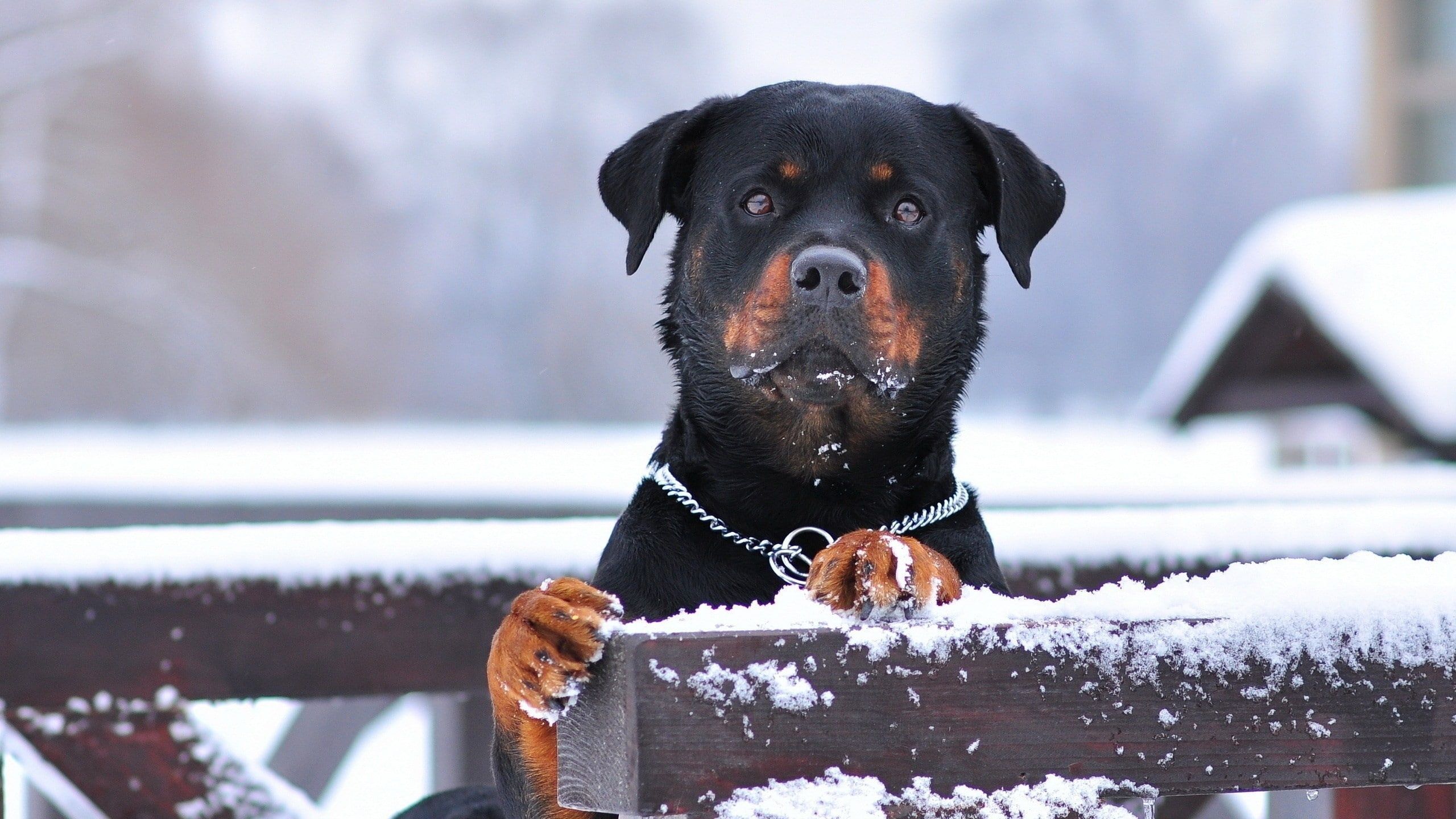 Rottweiler Funny Wallpapers - Wallpaper Cave