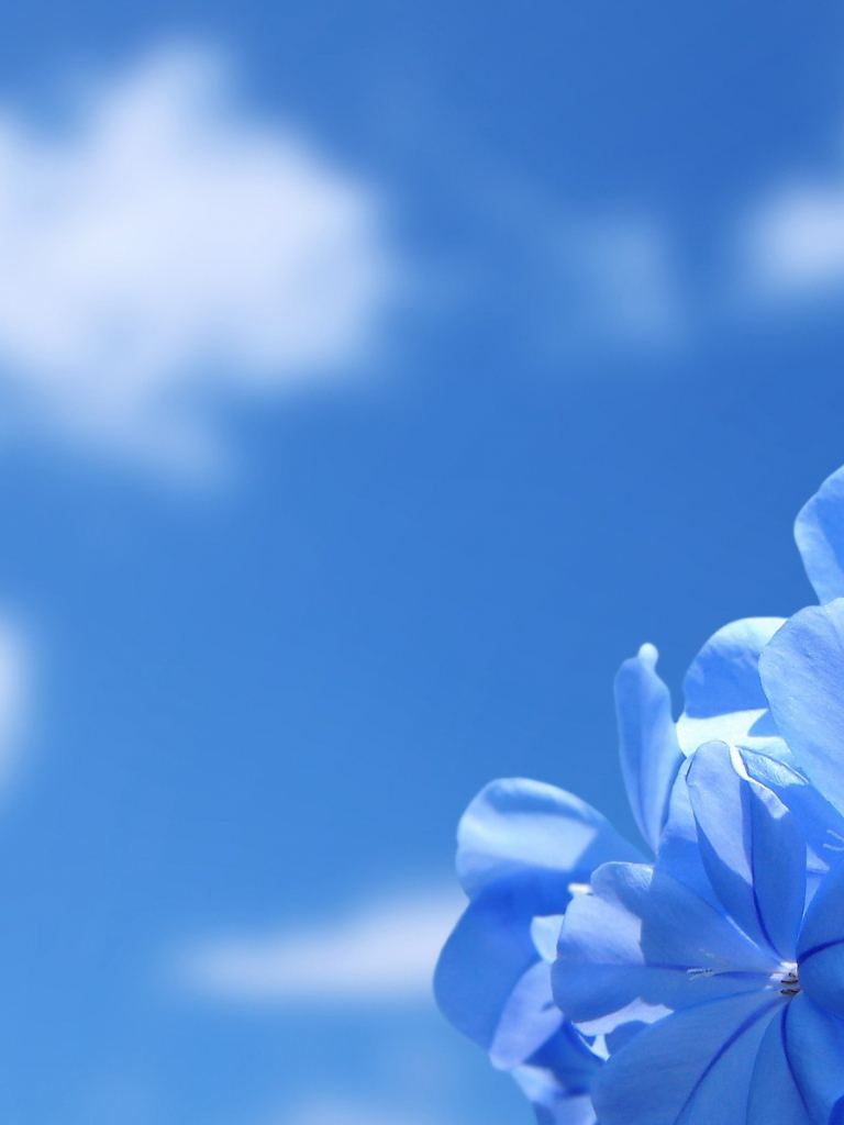 Images Of Sky Blue Color Flowers | Best Flower Site