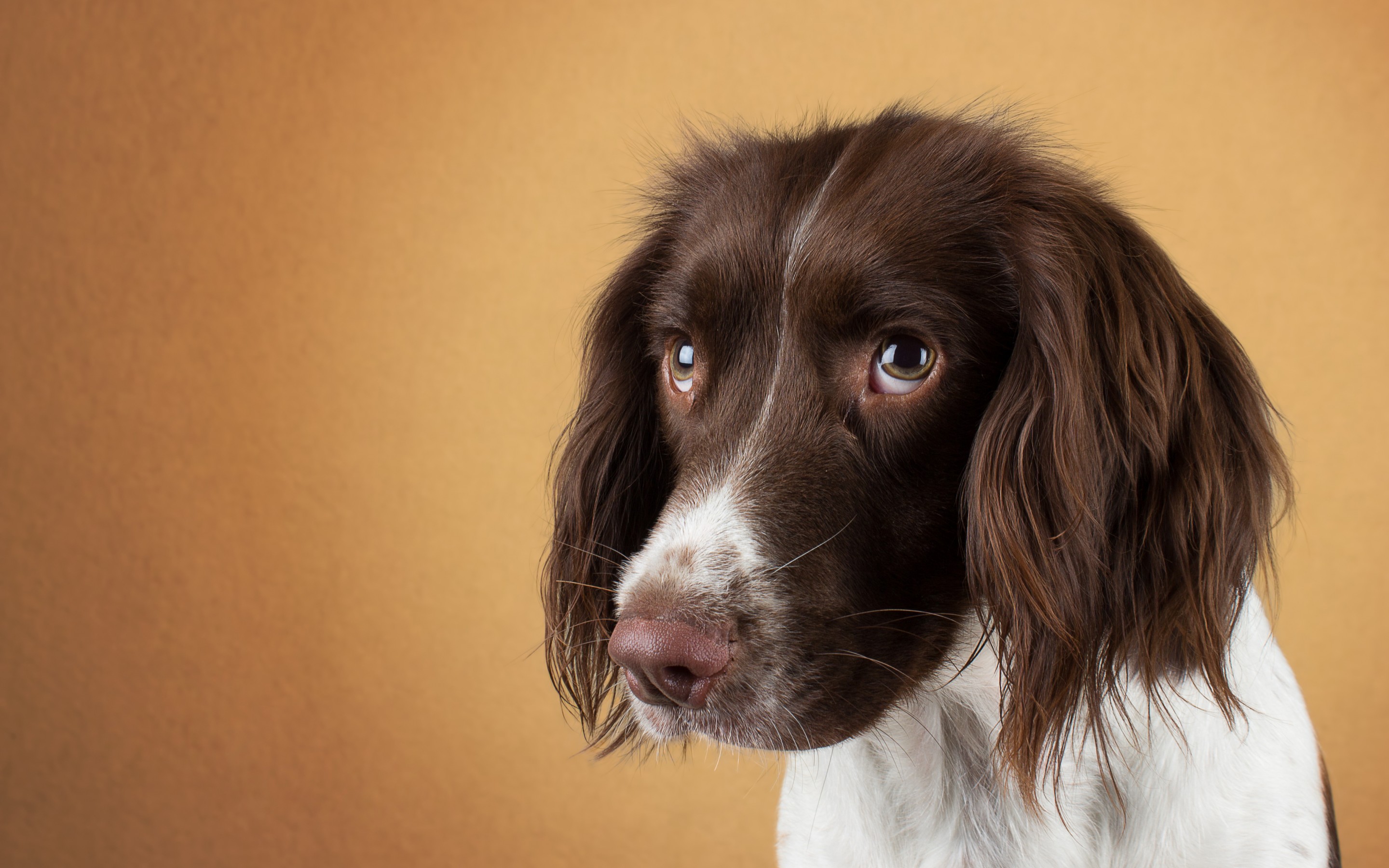 Springer Spaniel Wallpapers - Wallpaper Cave