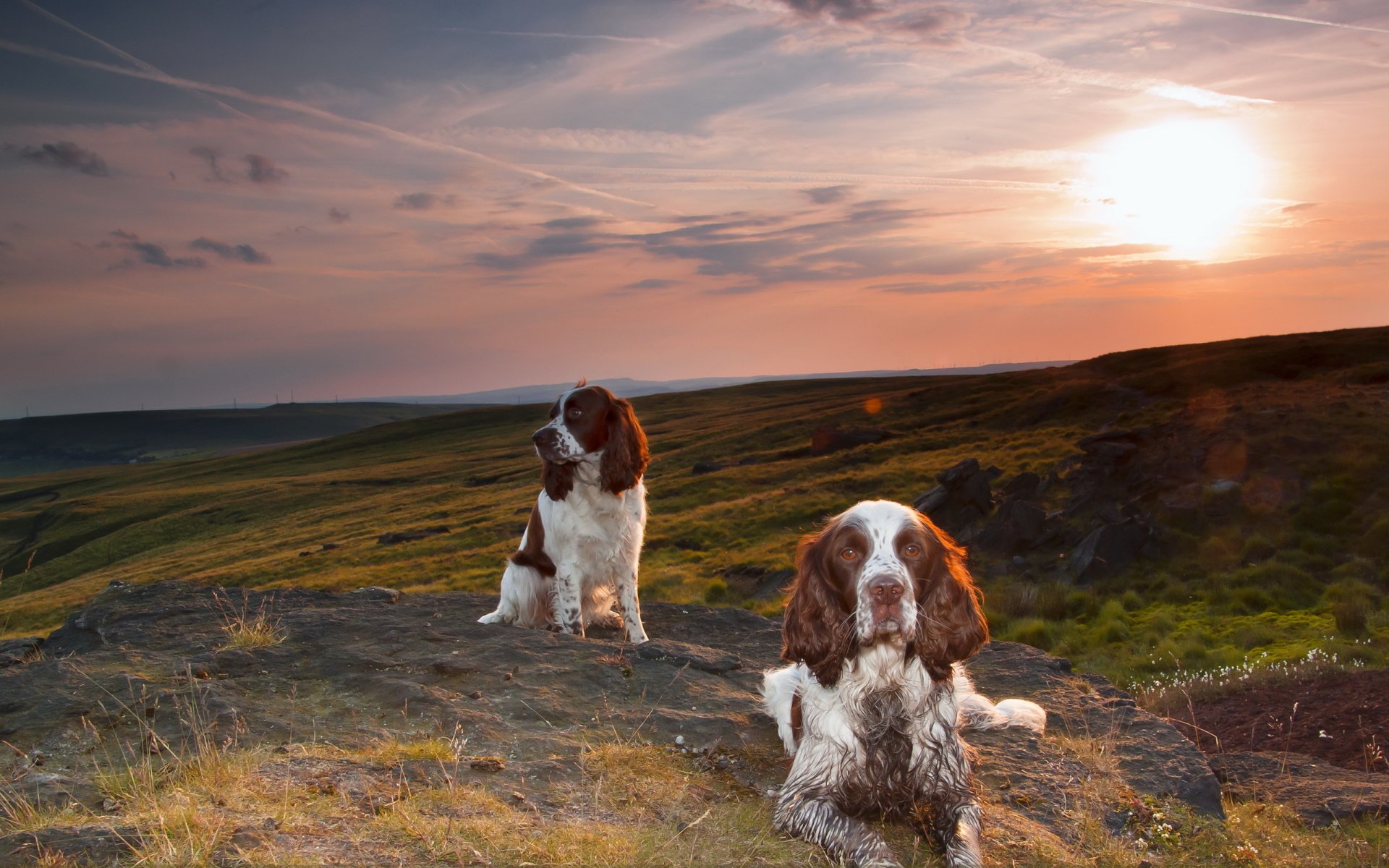 Springer Spaniel Wallpapers - Wallpaper Cave