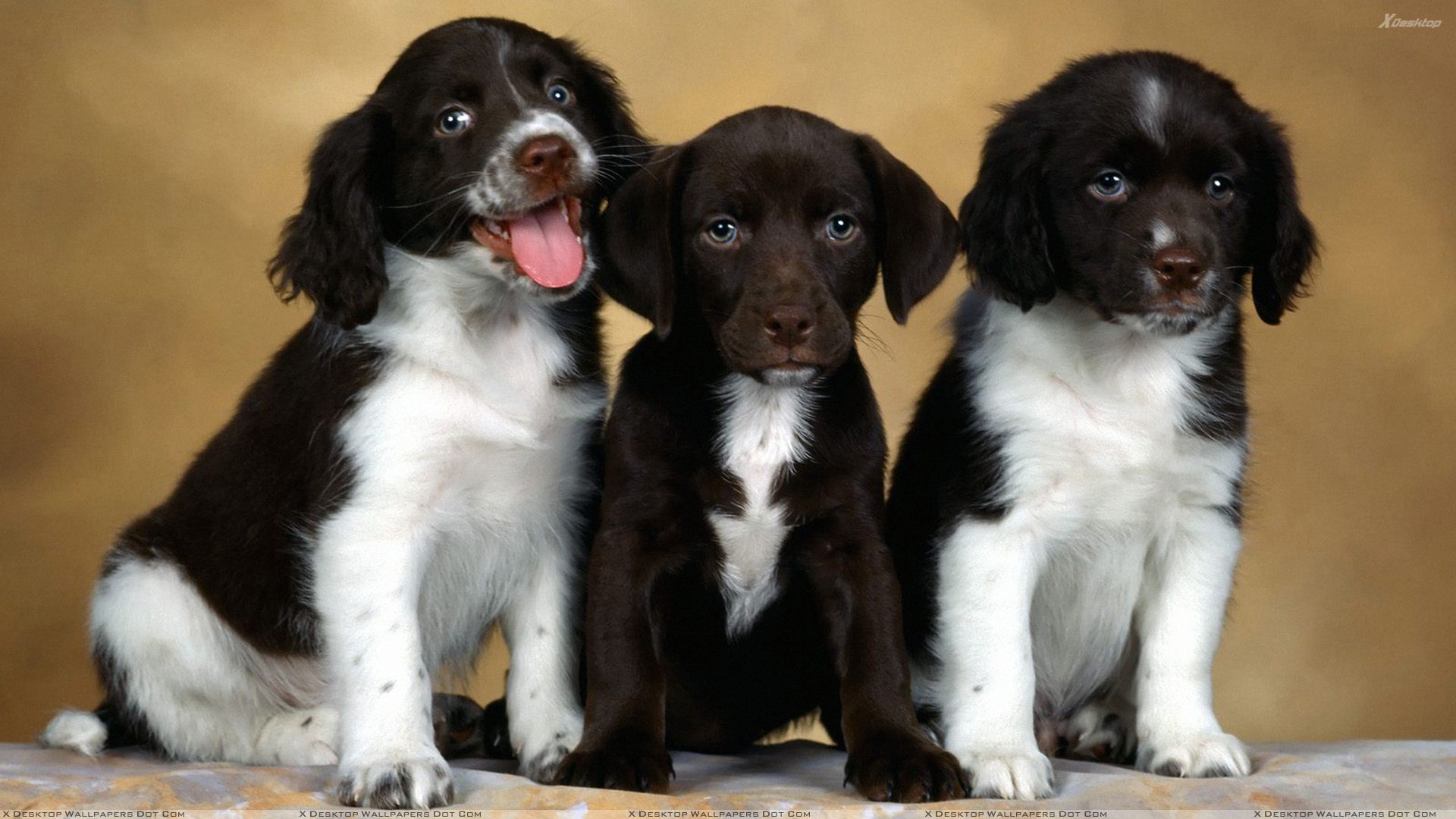 Springer Spaniel Wallpapers - Wallpaper Cave