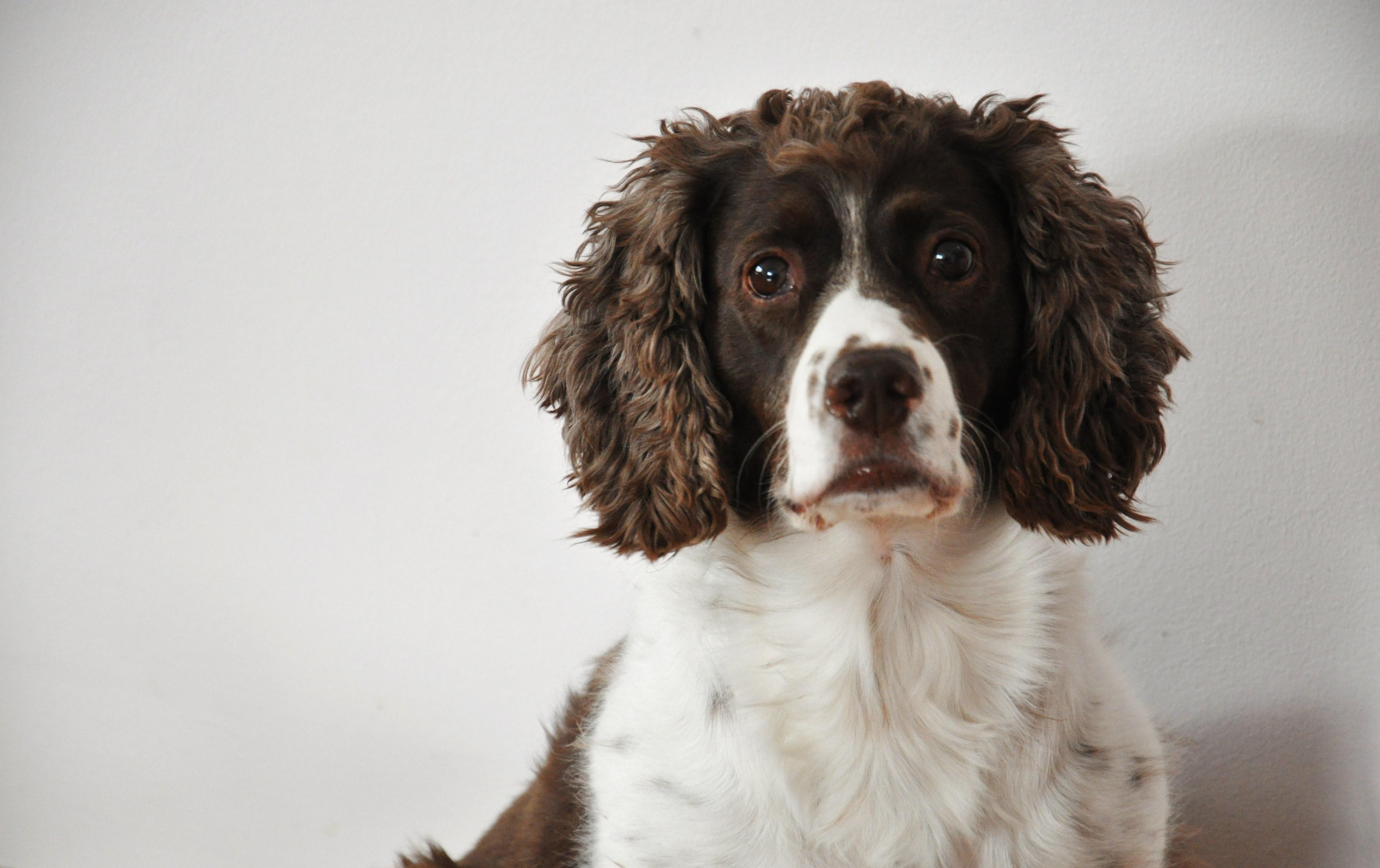 Springer Spaniel Wallpapers - Wallpaper Cave