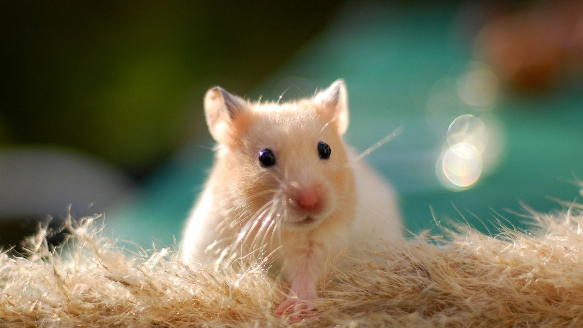 Fat Hamster Wallpapers - Wallpaper Cave