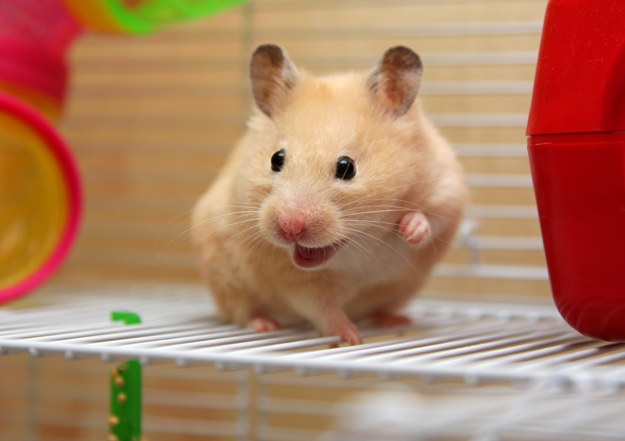 Fat Hamster Wallpapers - Wallpaper Cave