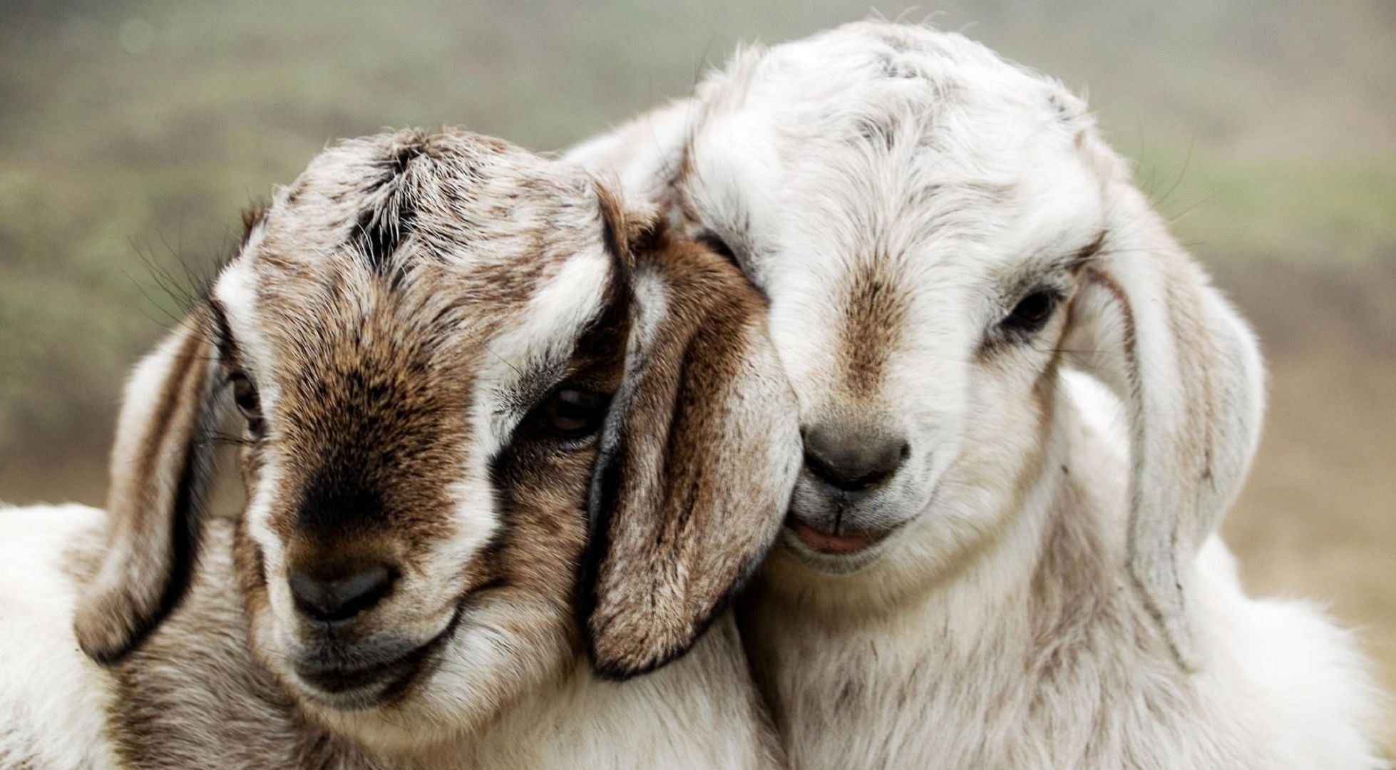 Cute Farm Animals Wallpapers - Wallpaper Cave