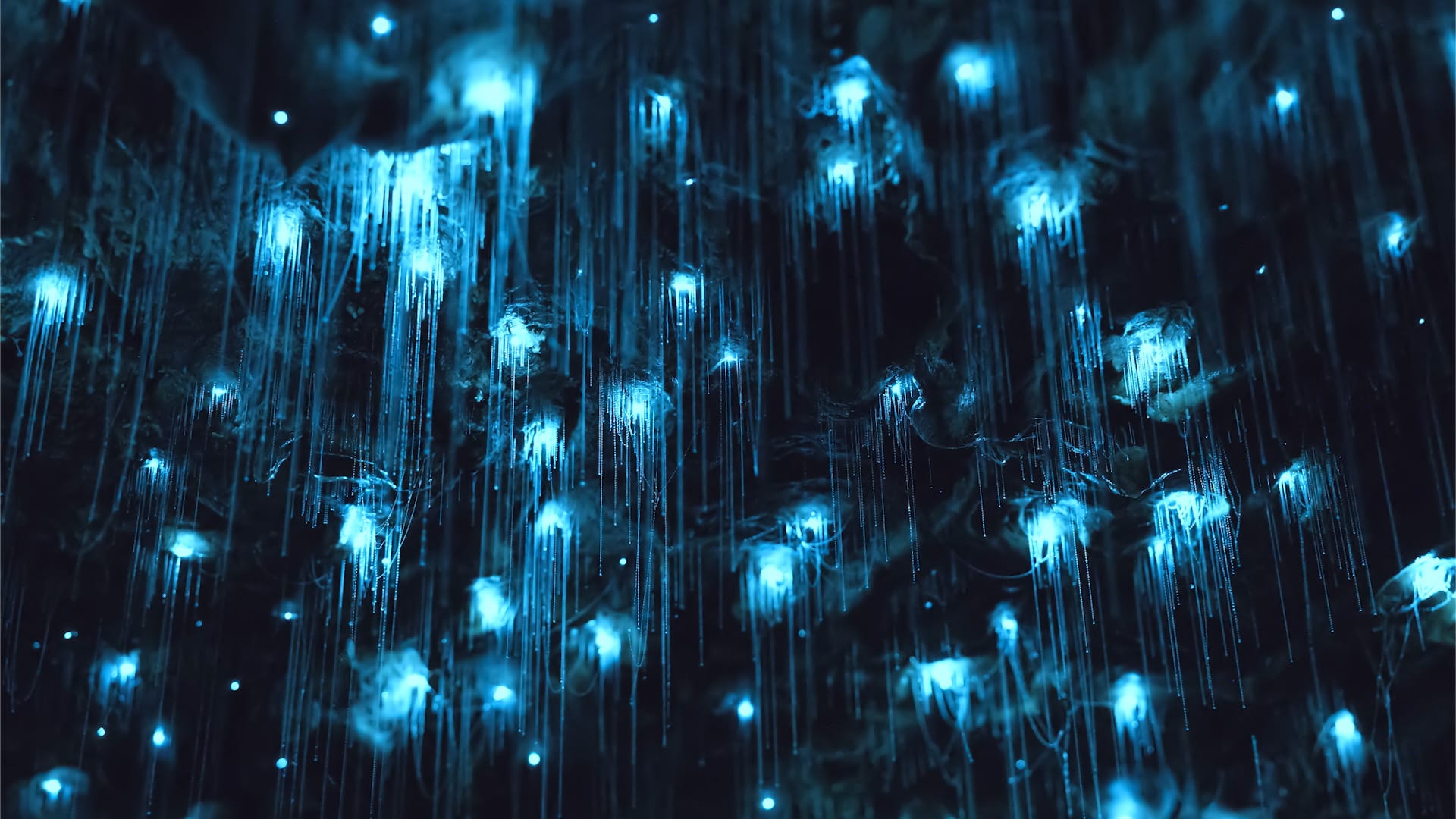 Glowworm Wallpapers - Wallpaper Cave