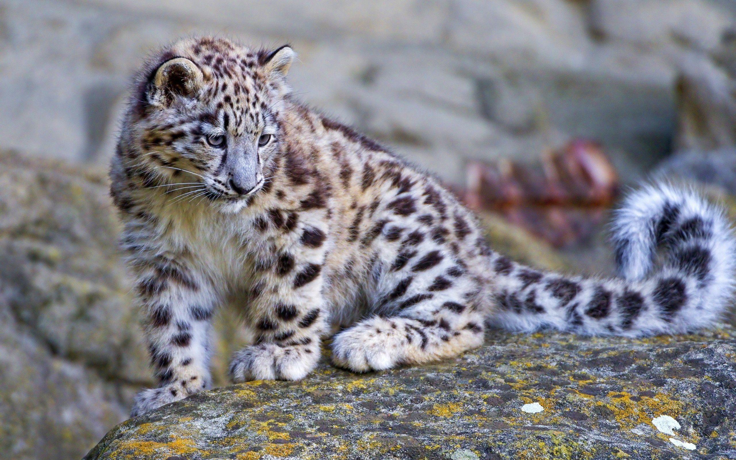 Snow Leopard Cub Wallpapers - Wallpaper Cave