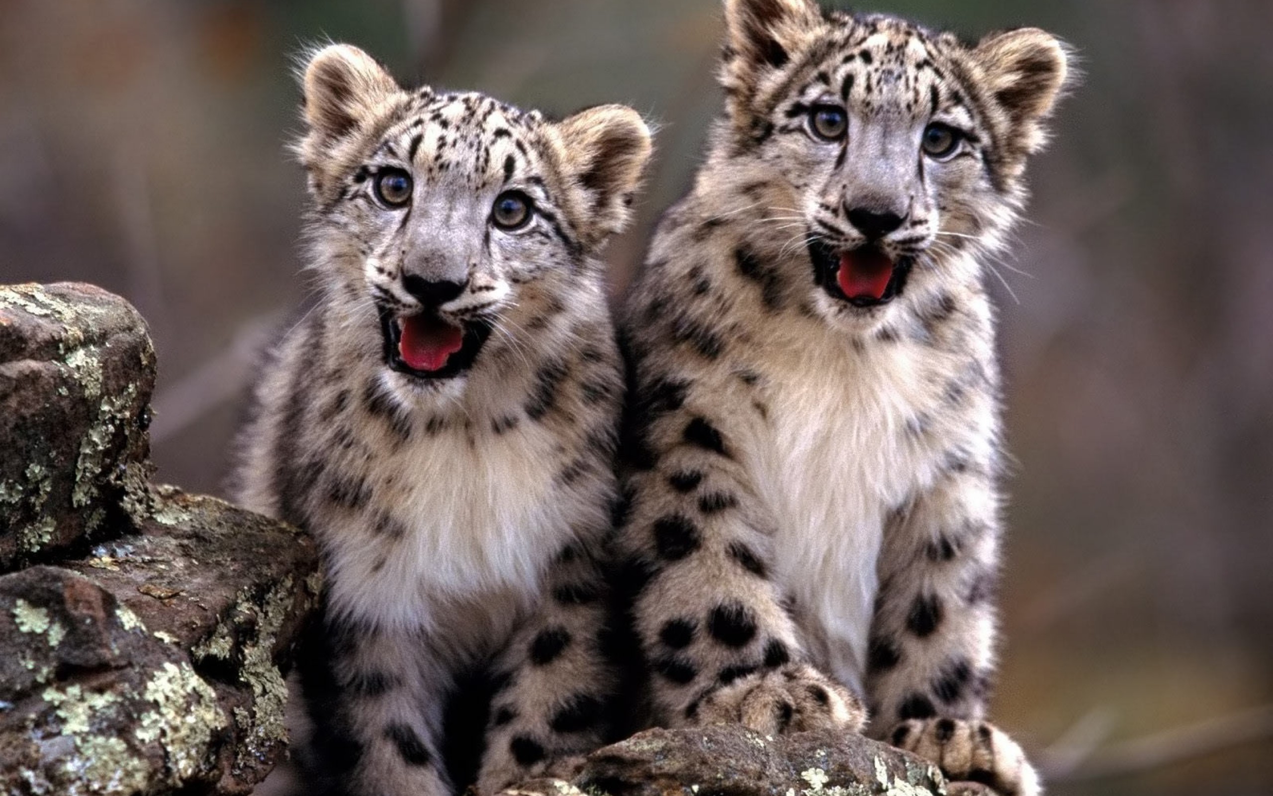 Snow Leopard Cub Wallpapers - Wallpaper Cave