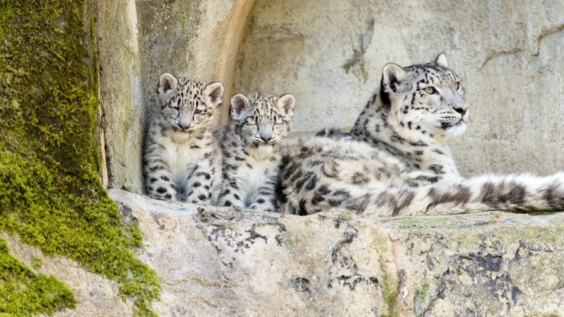 Snow Leopard Cub Wallpapers - Wallpaper Cave