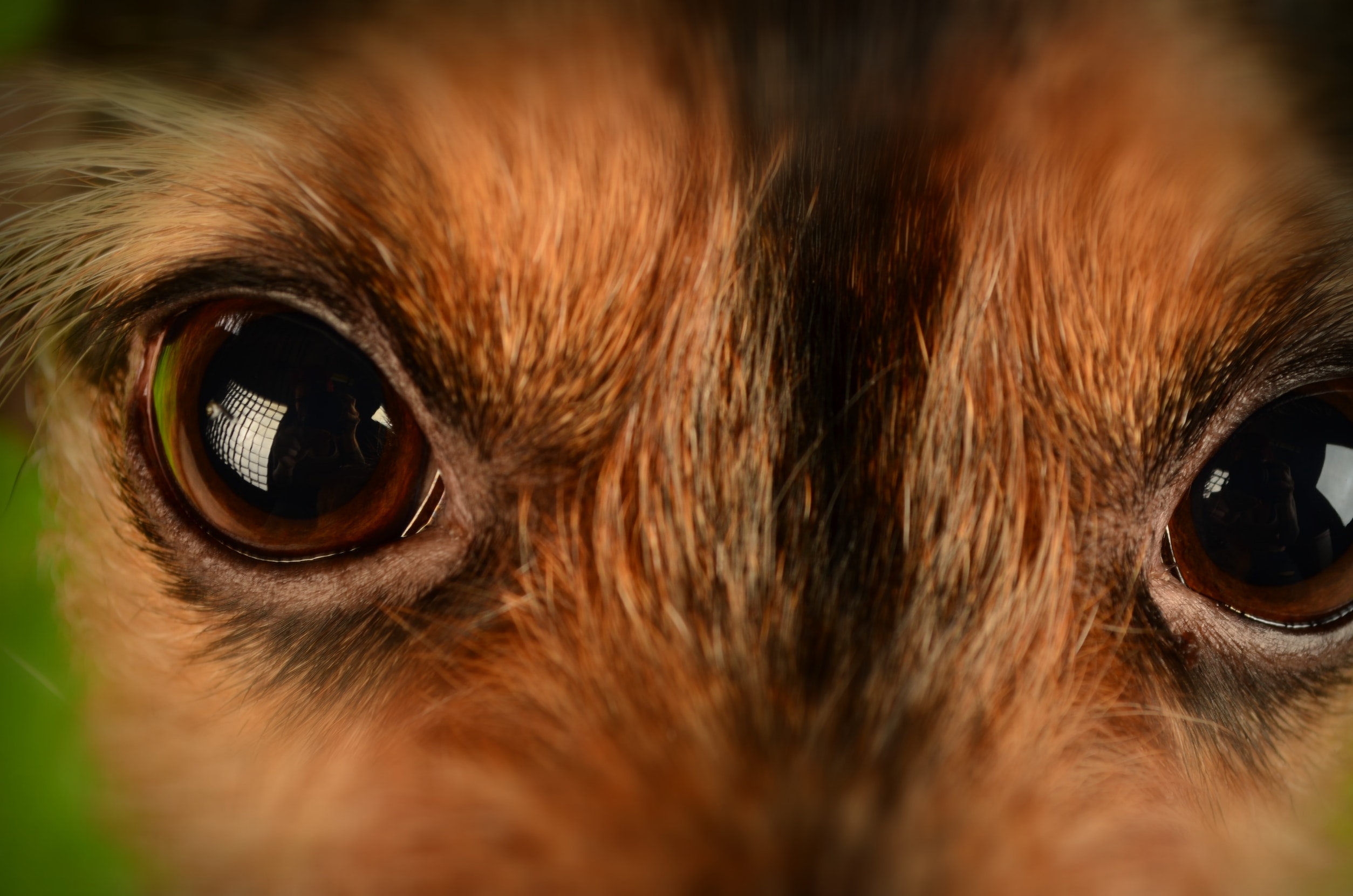 Dog Eyes Wallpapers - Wallpaper Cave
