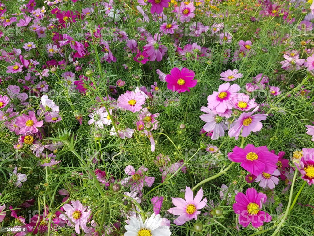 Cosmos Flower Wallpapers - Wallpaper Cave