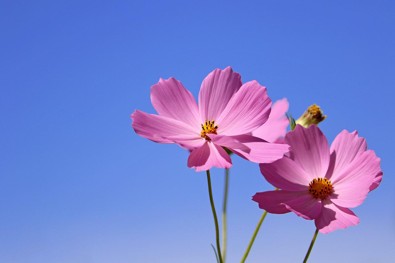 Cosmos Flower Wallpapers - Wallpaper Cave