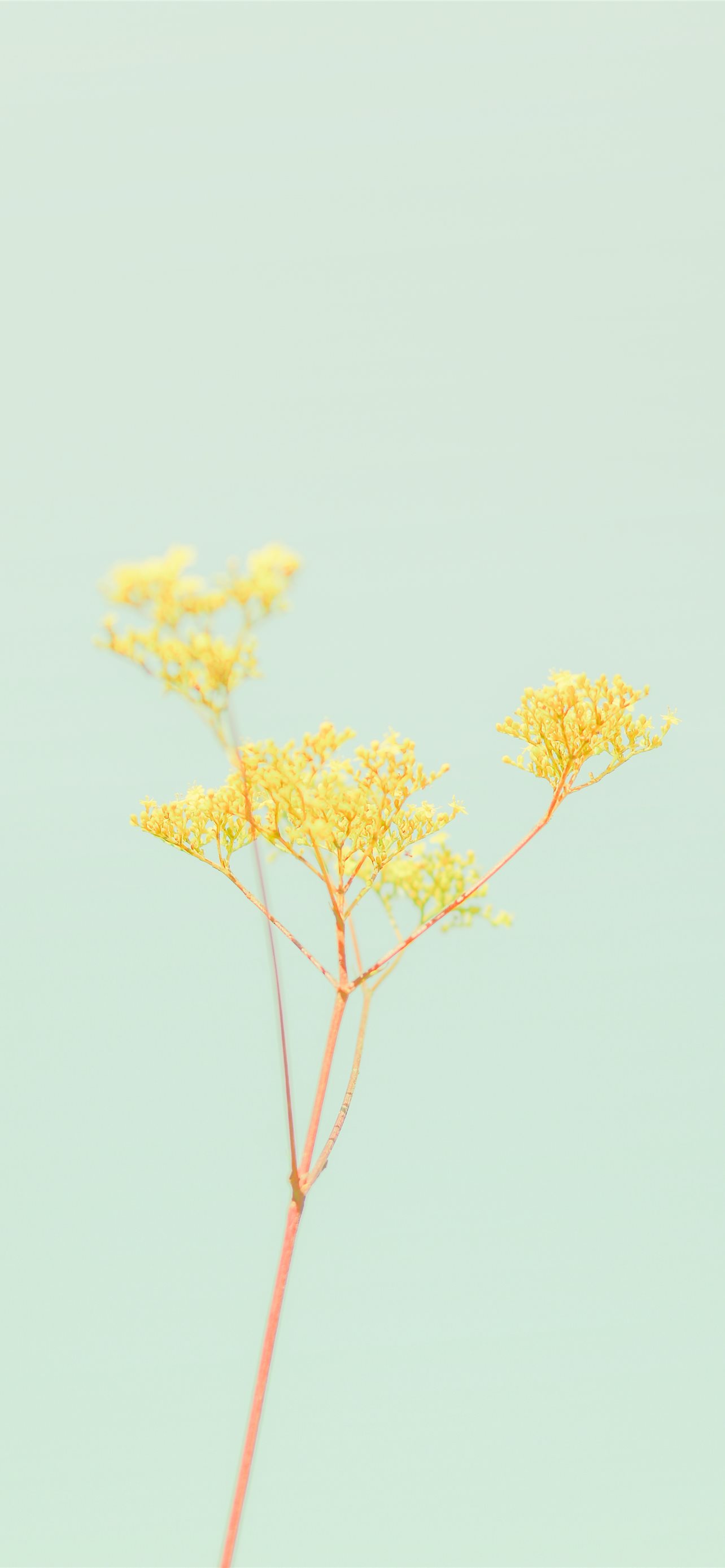 iPhone 12 Yellow Wallpapers - Wallpaper Cave