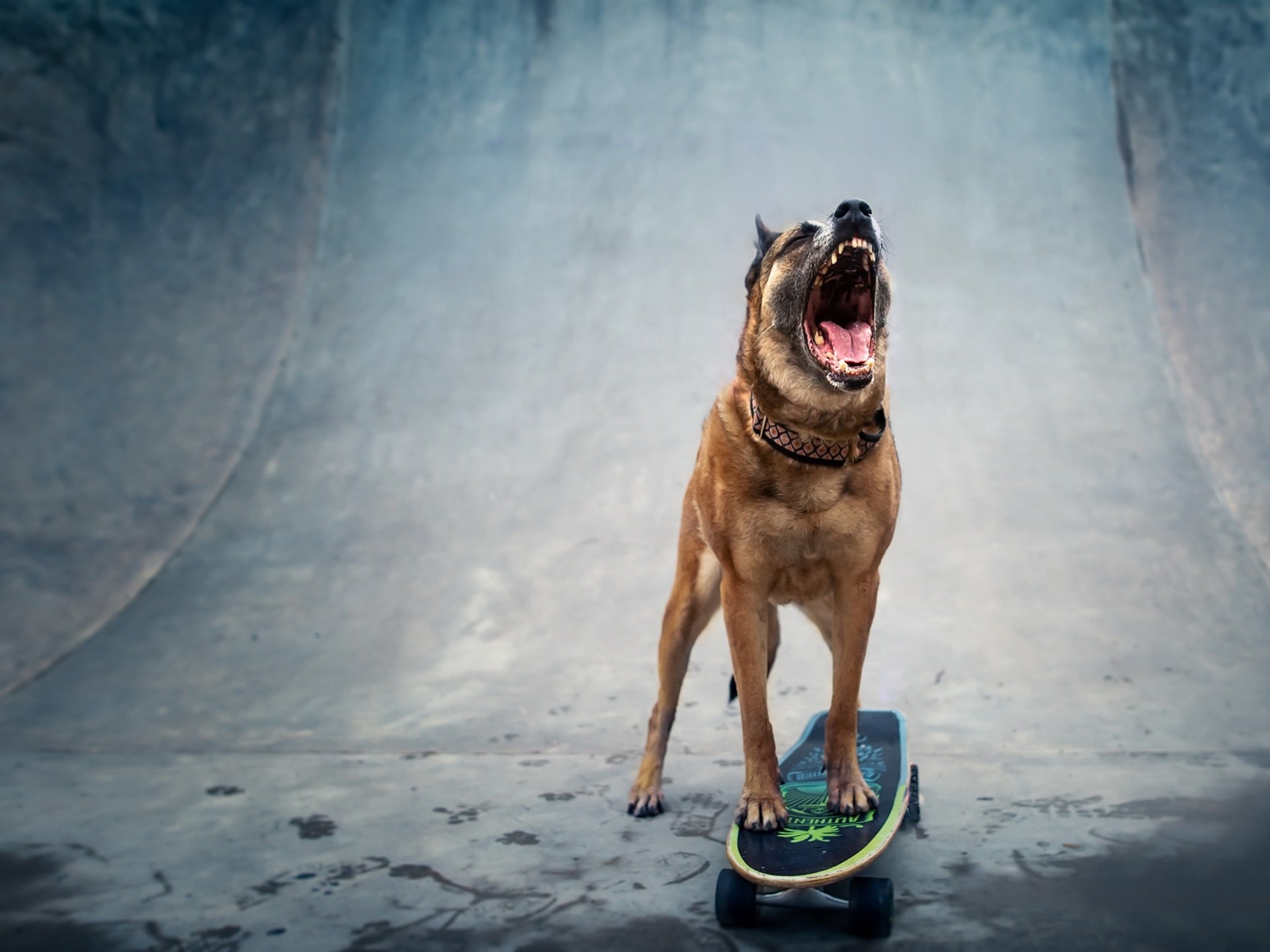Skateboarding Dog Wallpapers - Wallpaper Cave