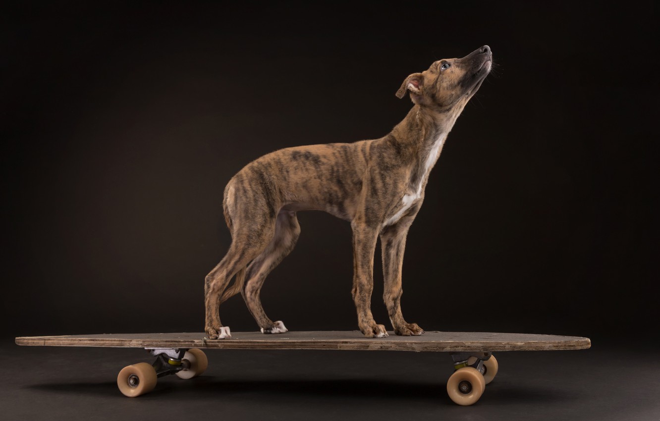 Skateboarding Dog Wallpapers - Wallpaper Cave