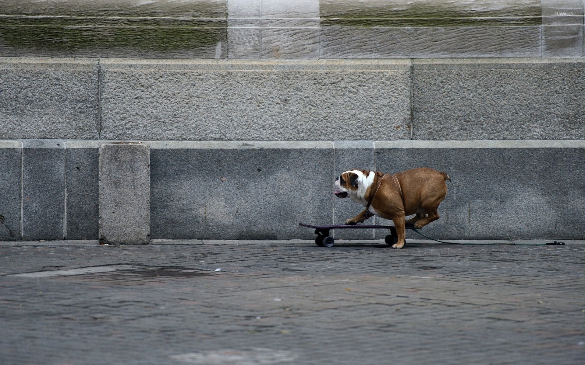 Skateboarding Dog Wallpapers - Wallpaper Cave