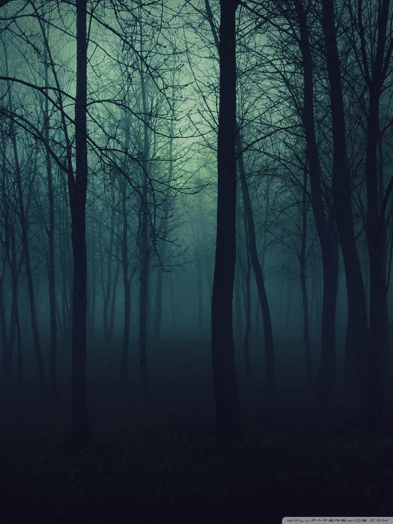 Ultra HQ Forest Mobile Wallpapers - Wallpaper Cave