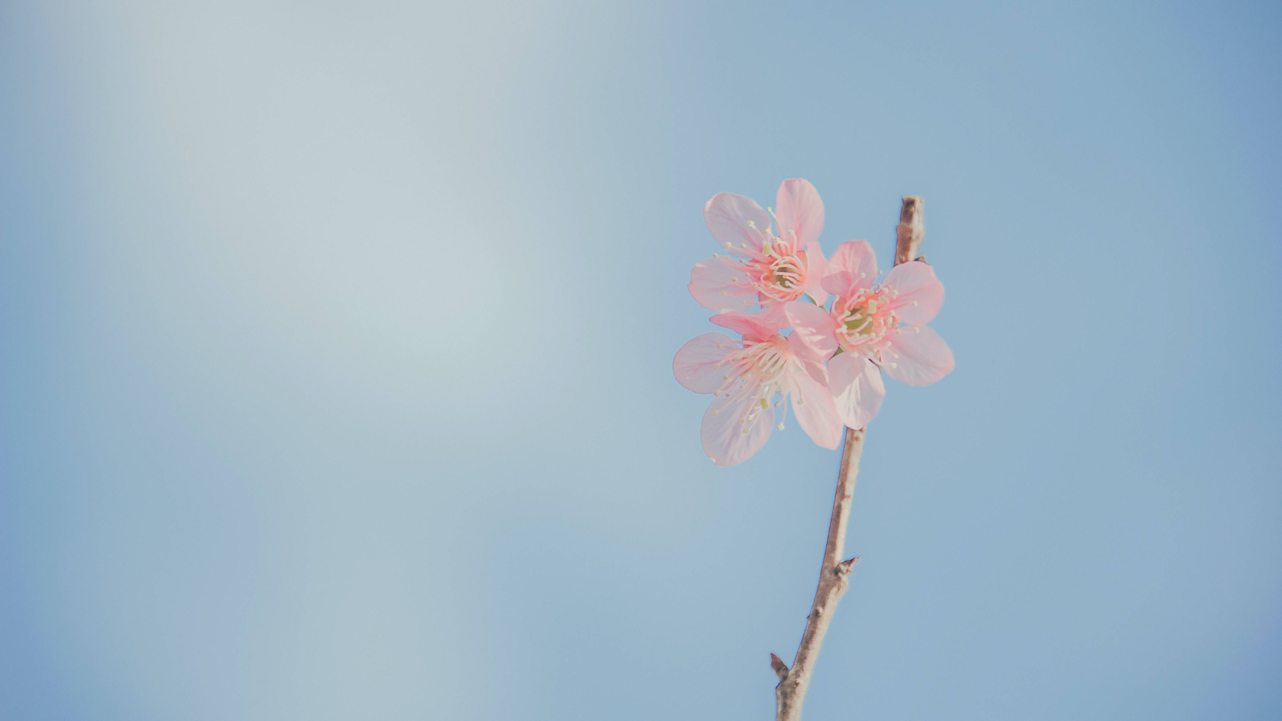 Spring Pastel Flowers Desktop Wallpapers - Wallpaper Cave