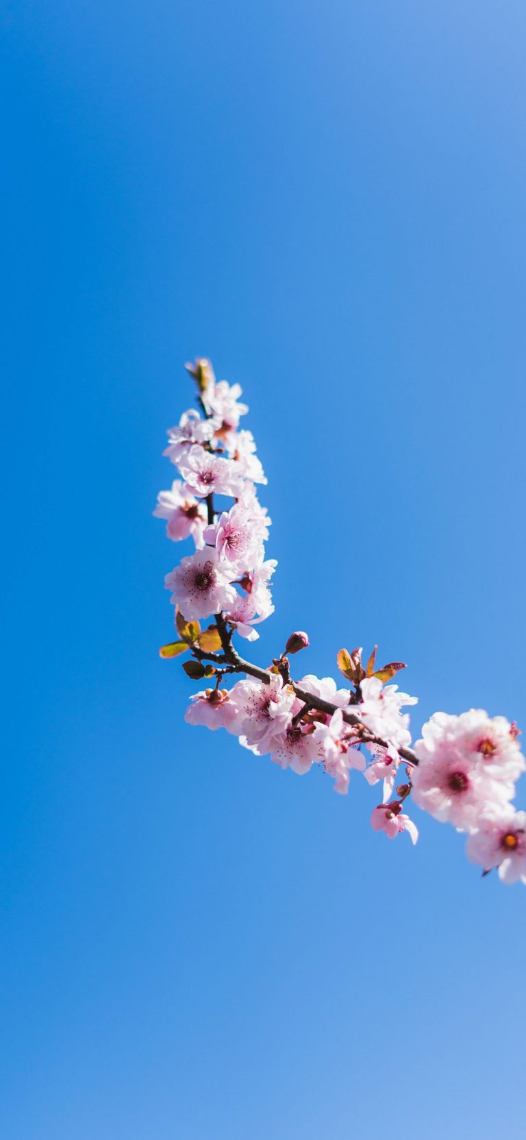 Spring Mobile HD Wallpapers - Wallpaper Cave