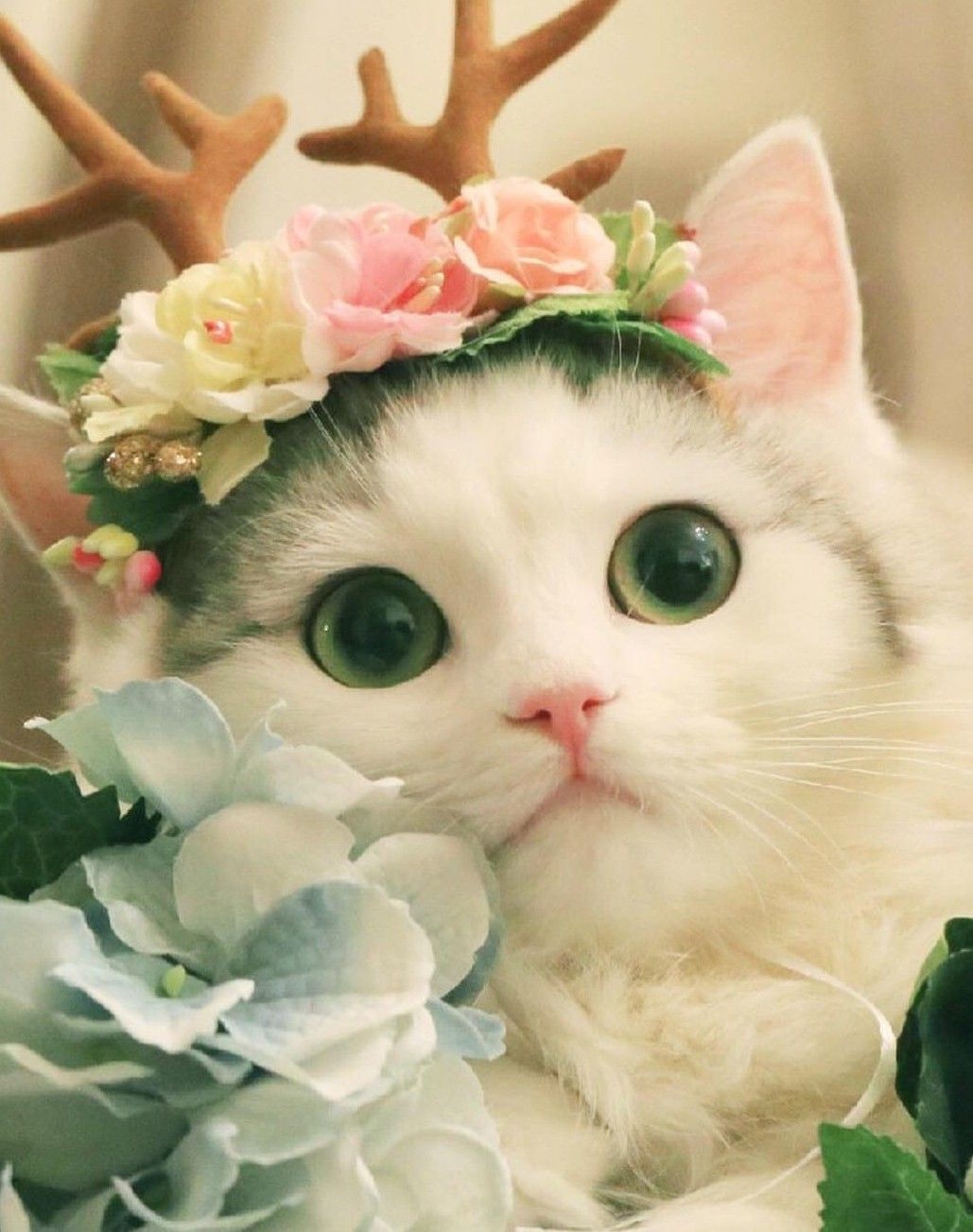 Lovely Cats Wallpapers - Wallpaper Cave