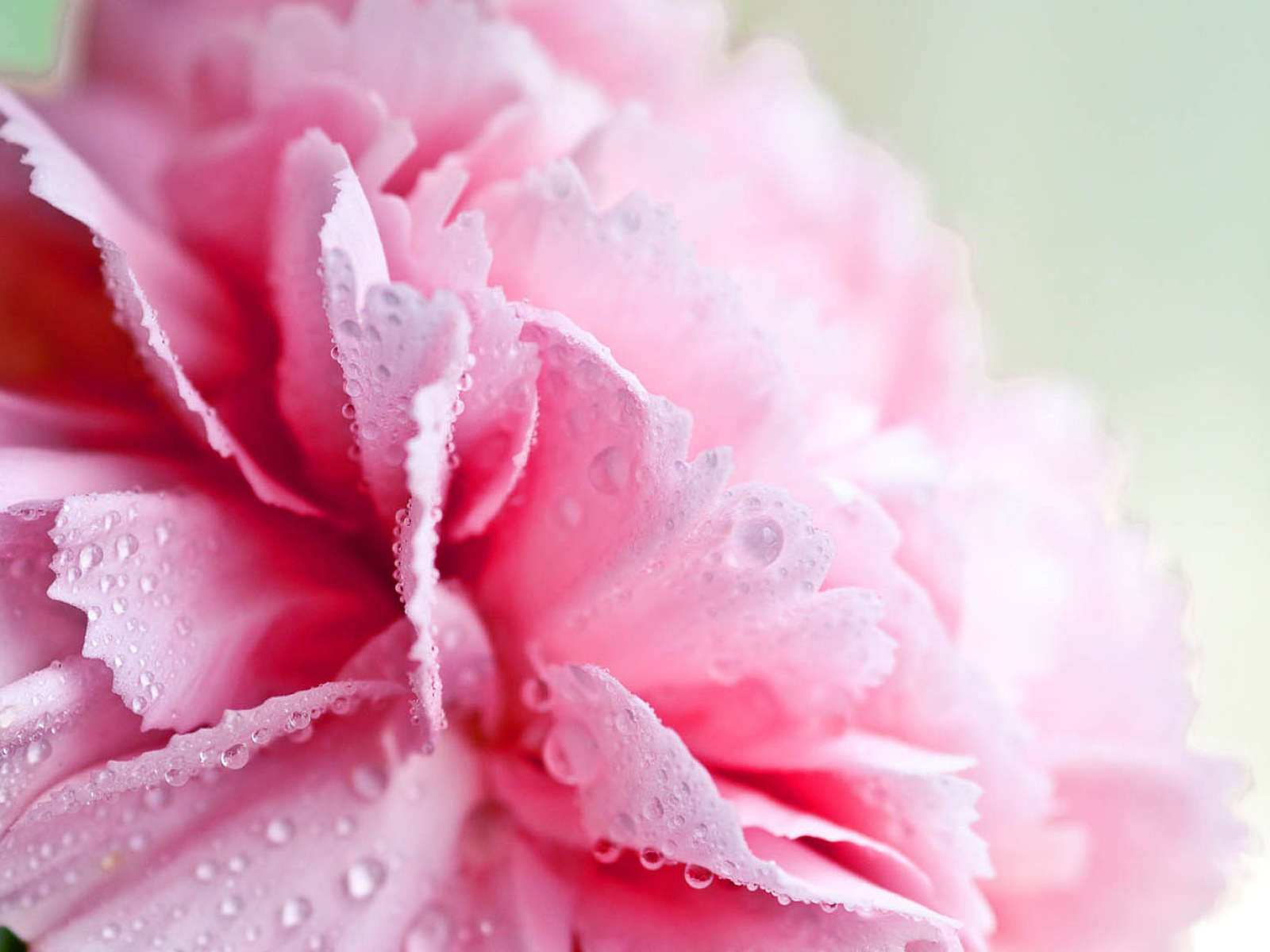 Girly PC Wallpapers - Wallpaper Cave