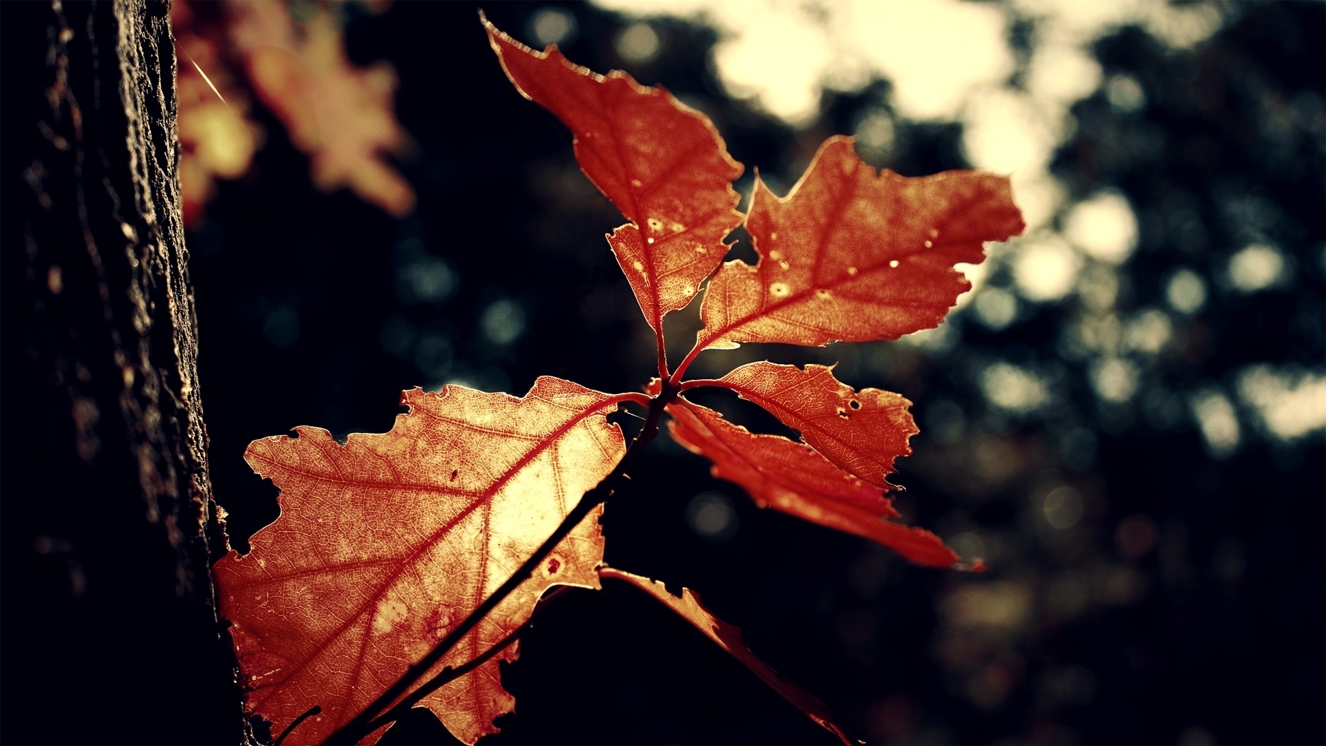 Close-up Autumn Wallpapers - Wallpaper Cave