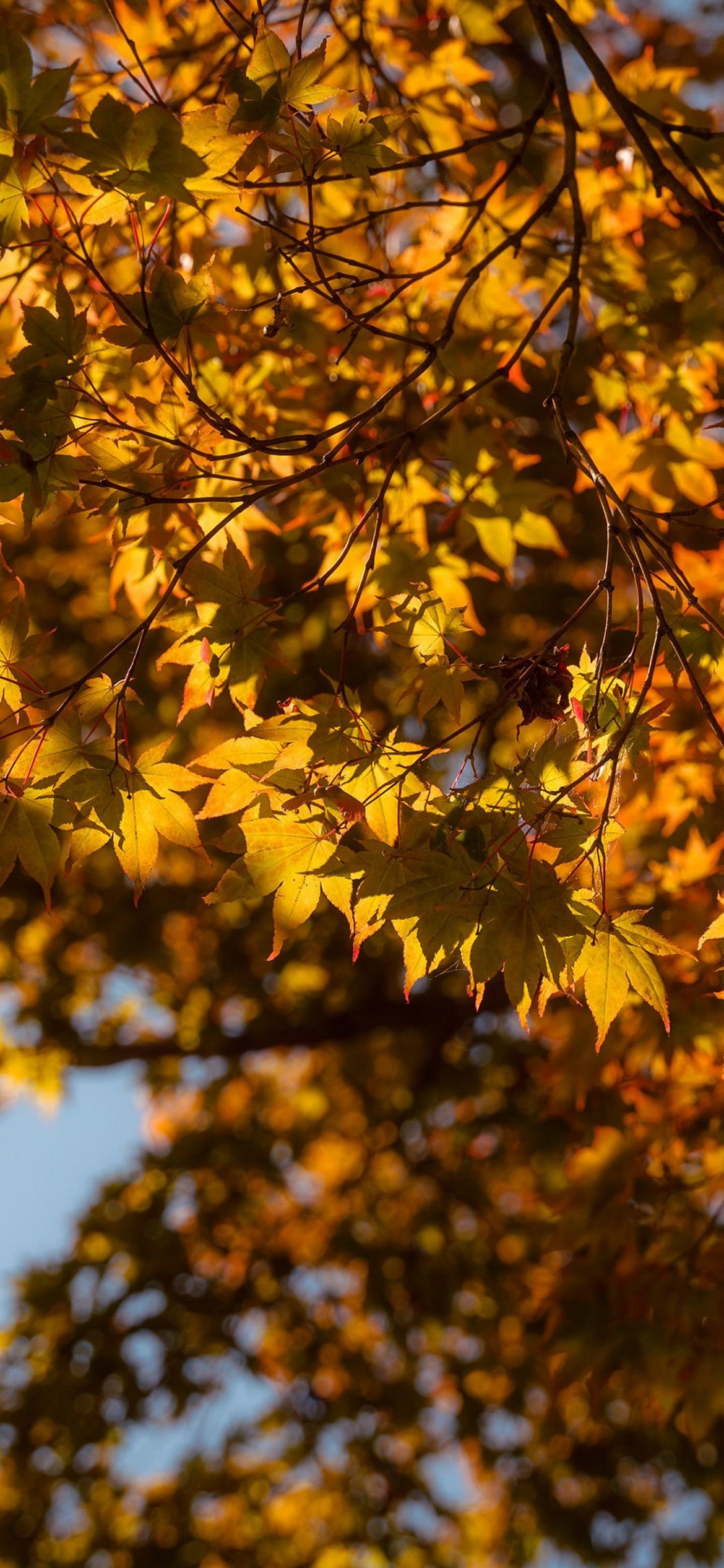 Autumn Mix Wallpapers - Wallpaper Cave