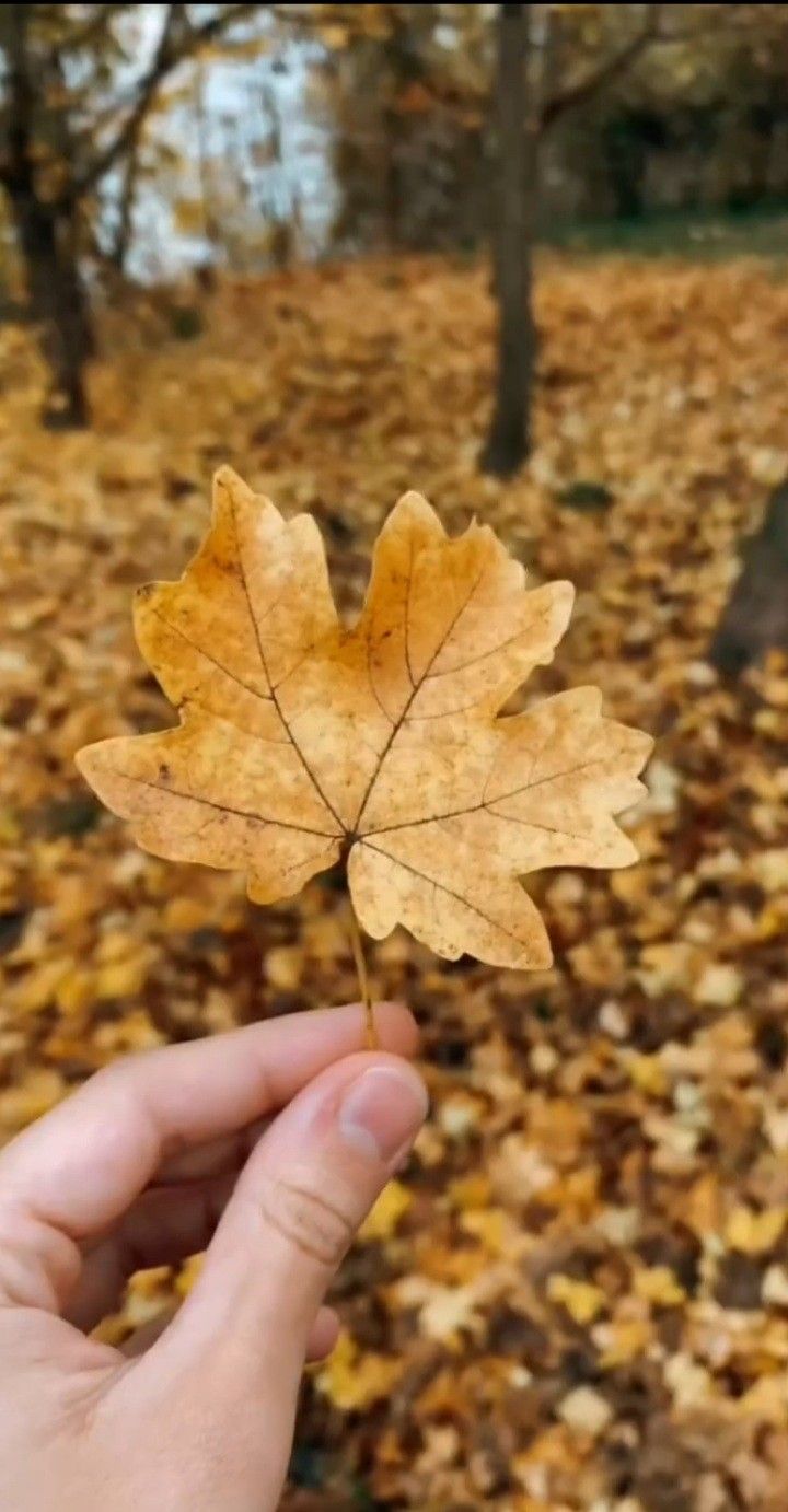 Autumn Mix Wallpapers - Wallpaper Cave