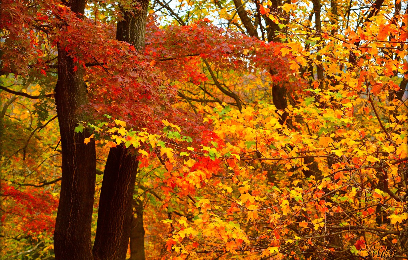 Autumn Leaf Colors Wallpapers - Wallpaper Cave
