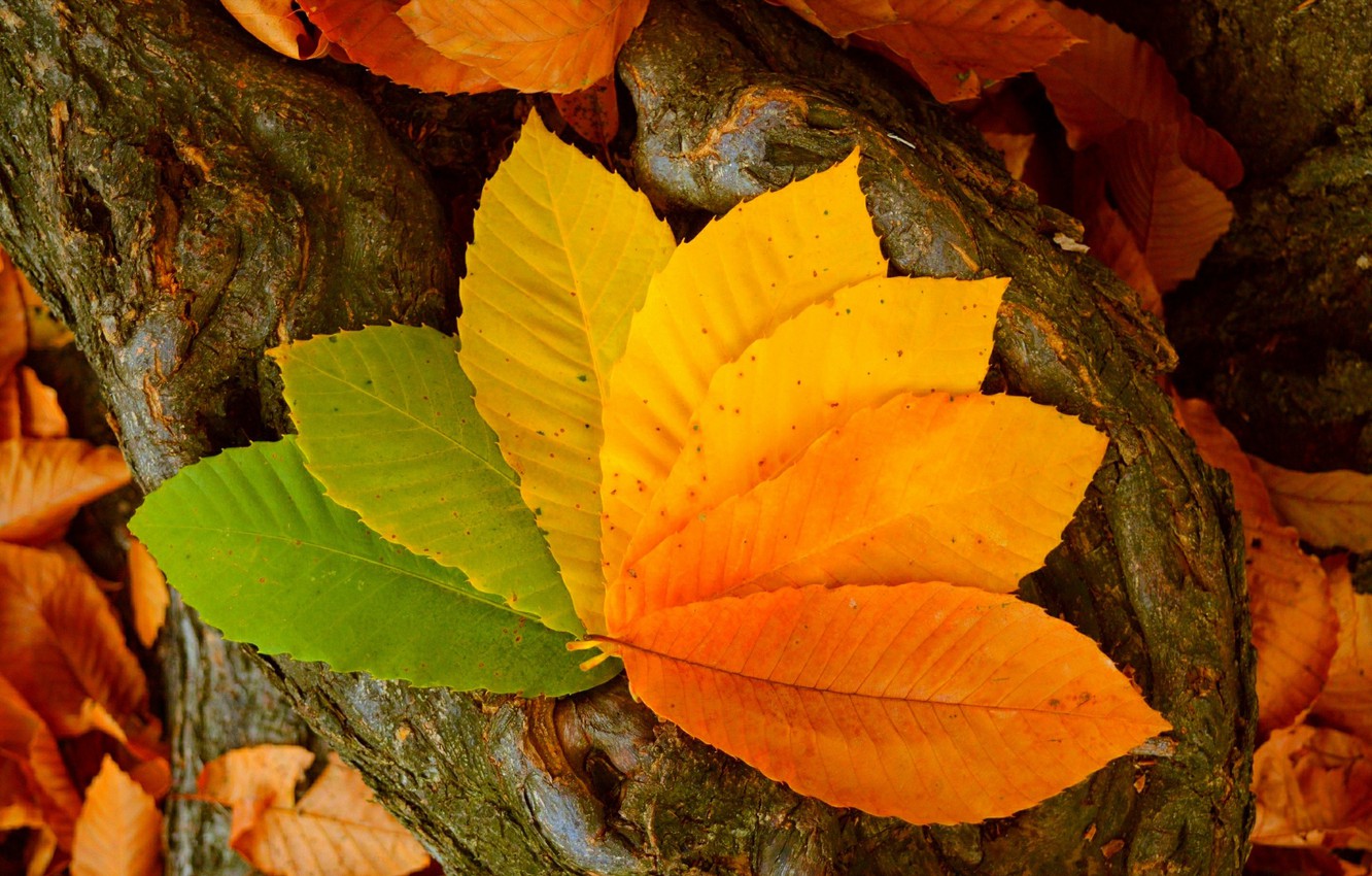 Autumn Leaf Colors Wallpapers - Wallpaper Cave