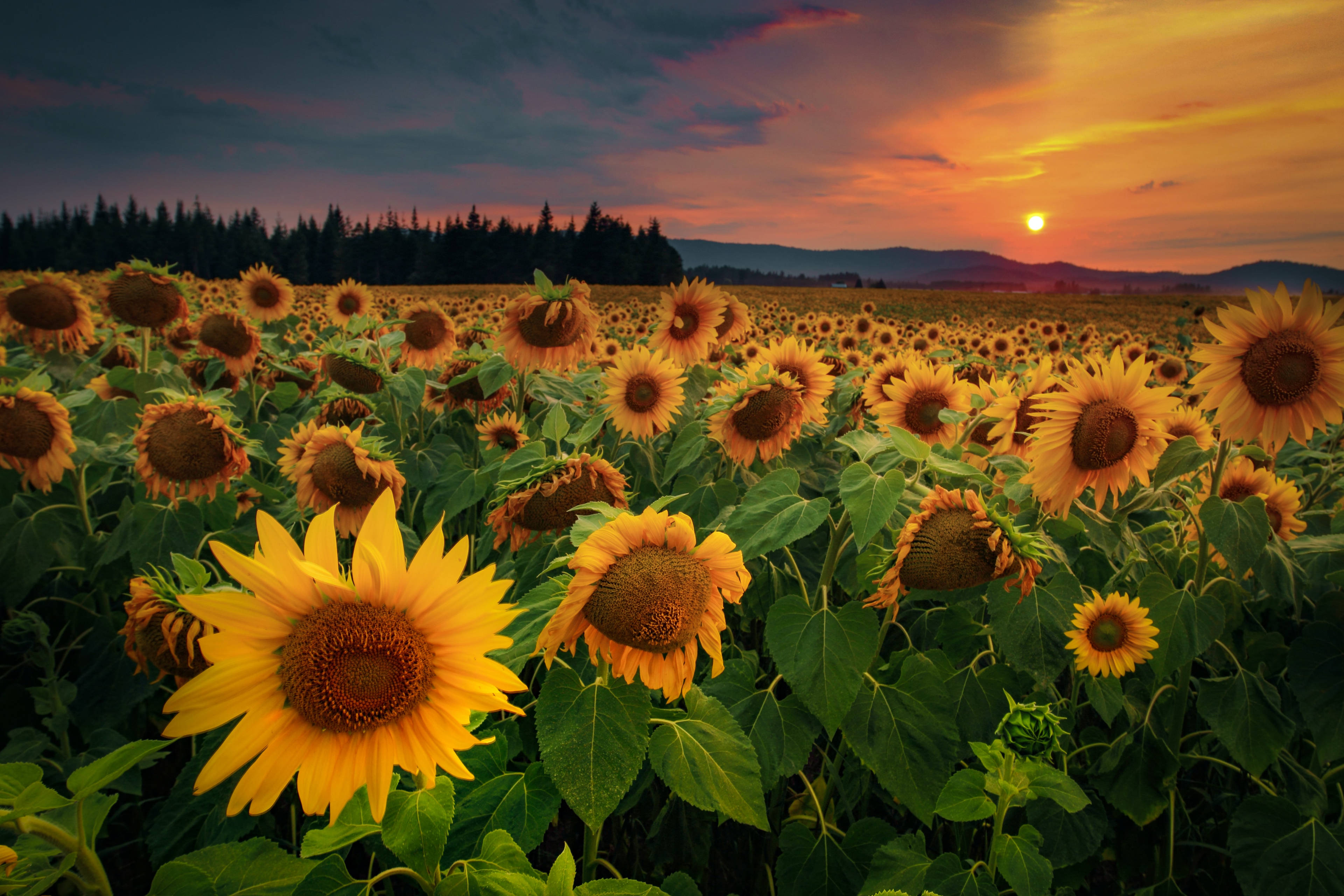 Sunflower Fields Wallpapers - Wallpaper Cave