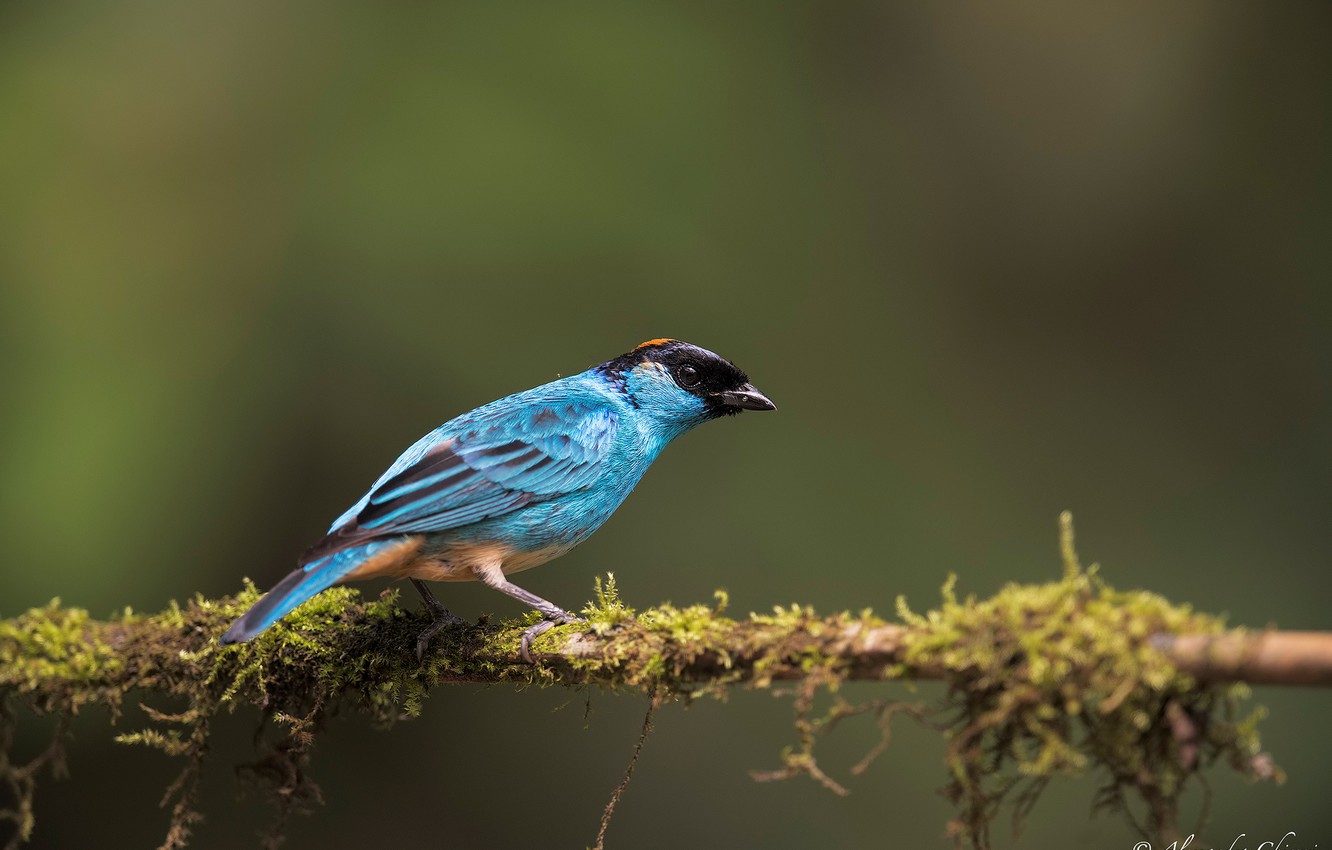 Tangara Wallpapers - Wallpaper Cave