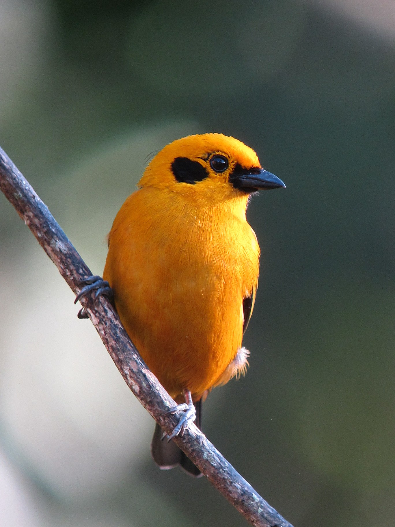 Tangara Wallpapers - Wallpaper Cave