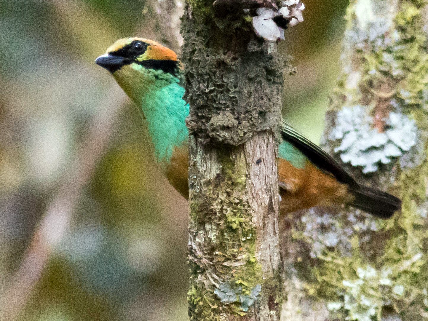 Tangara Wallpapers - Wallpaper Cave