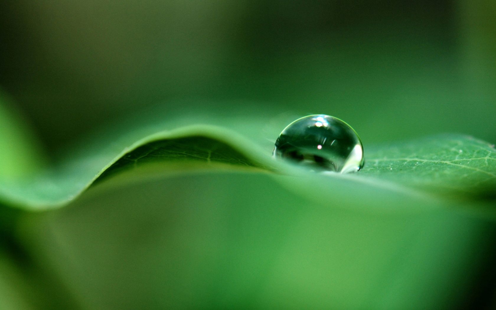 Dewdrop Wallpapers - Wallpaper Cave