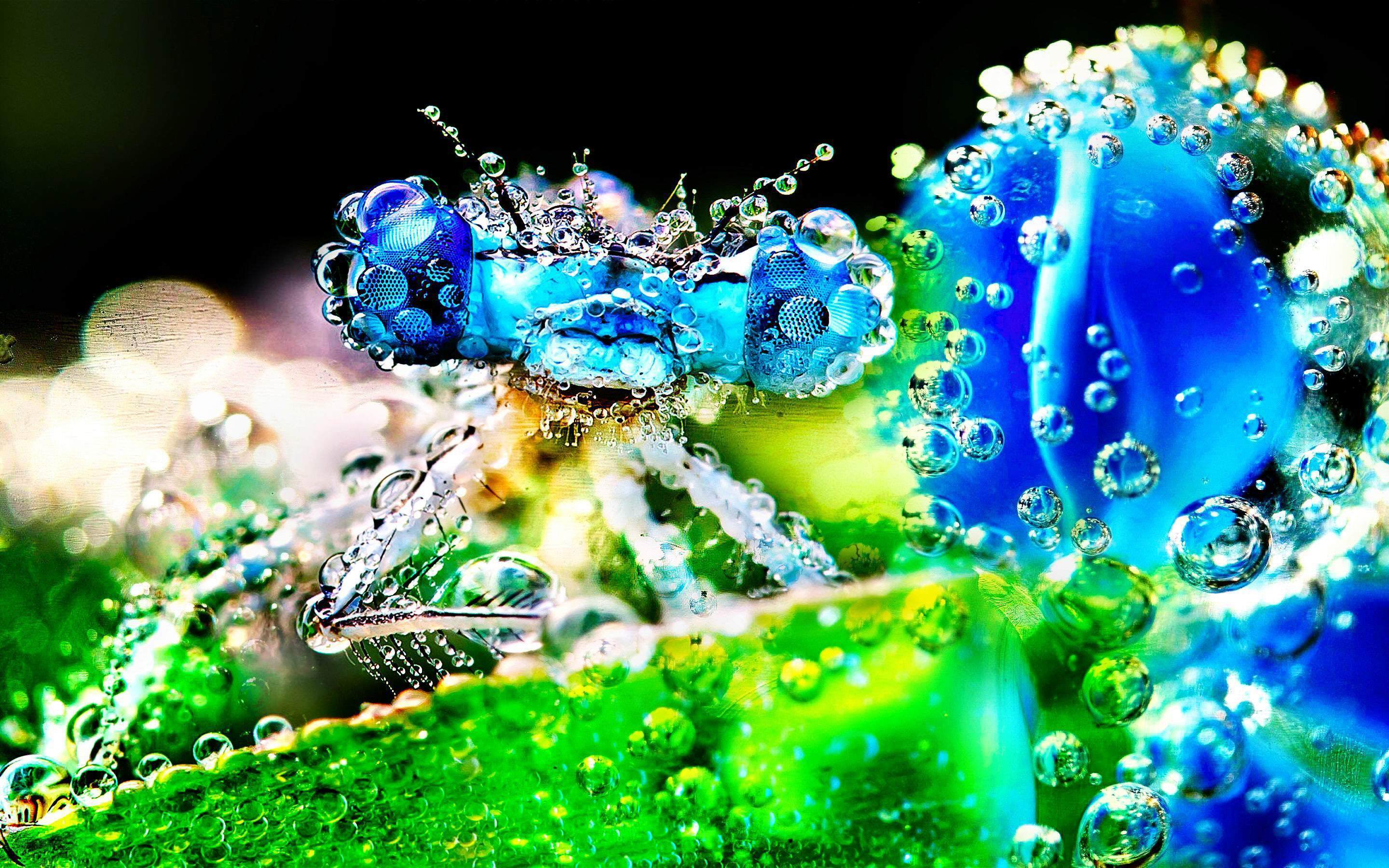 Dewdrop Wallpapers - Wallpaper Cave
