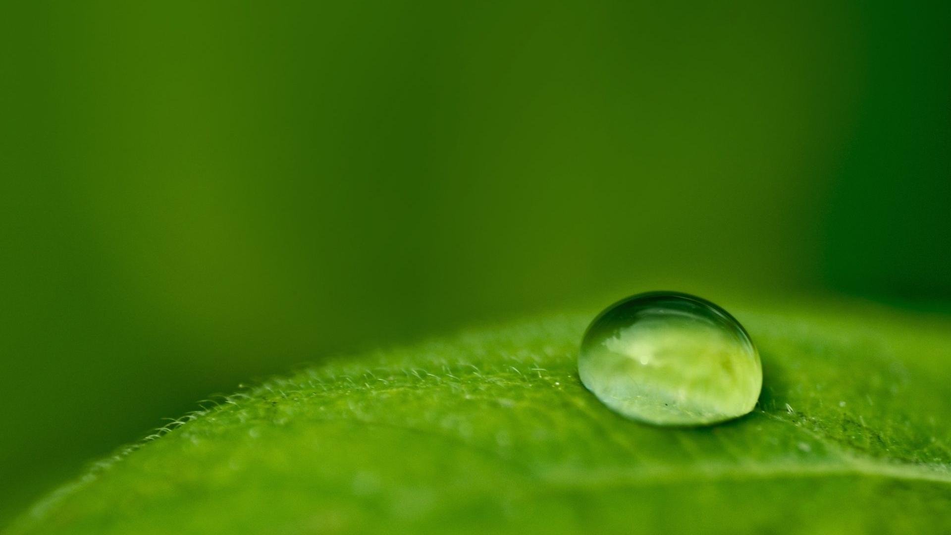 Dewdrop Wallpapers - Wallpaper Cave