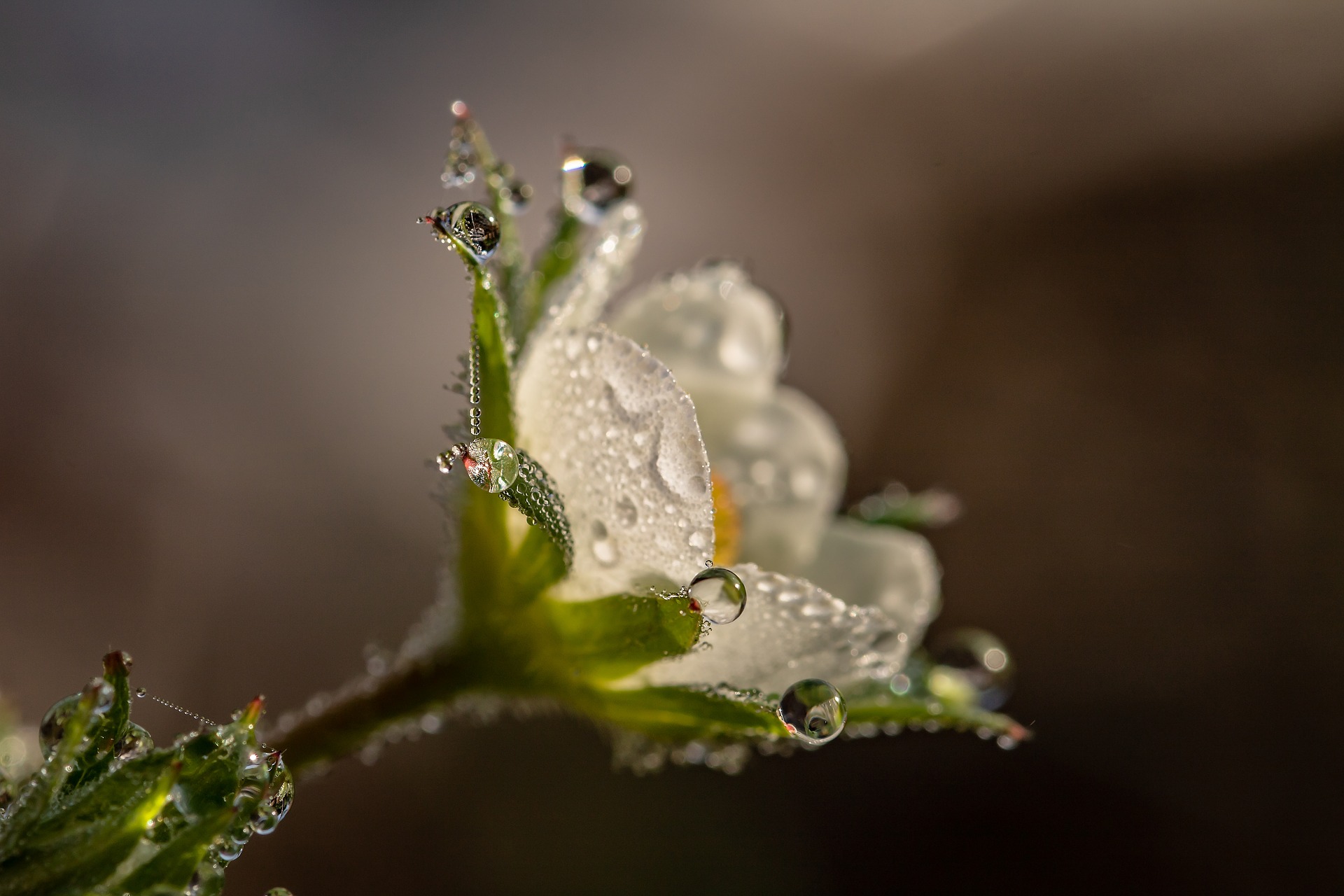 Dewdrop Wallpapers - Wallpaper Cave