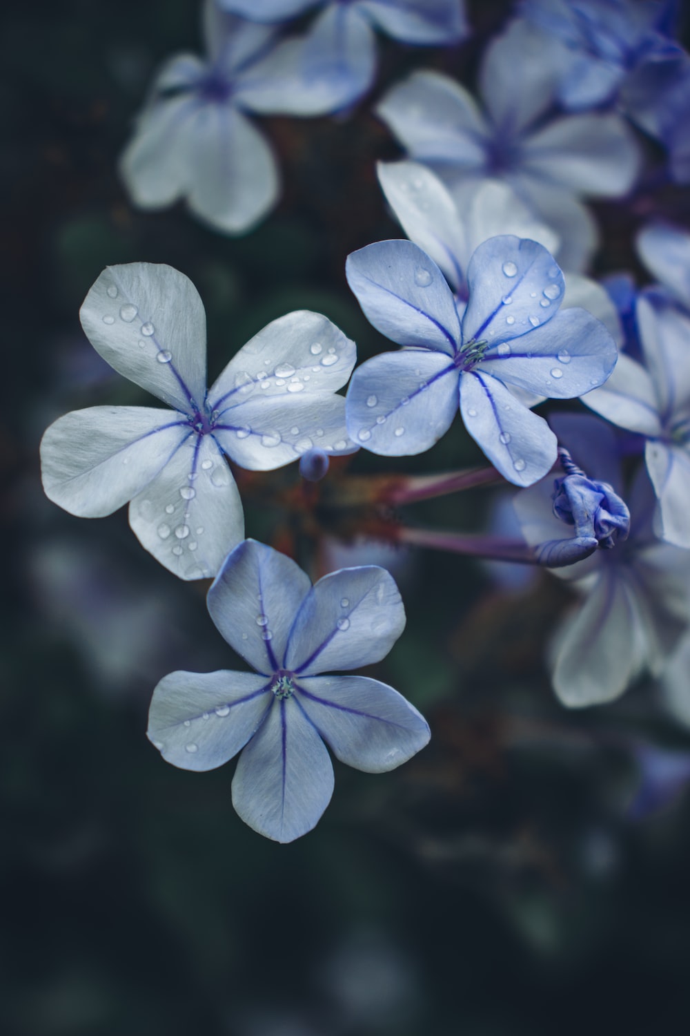 Dewdrop Wallpapers - Wallpaper Cave