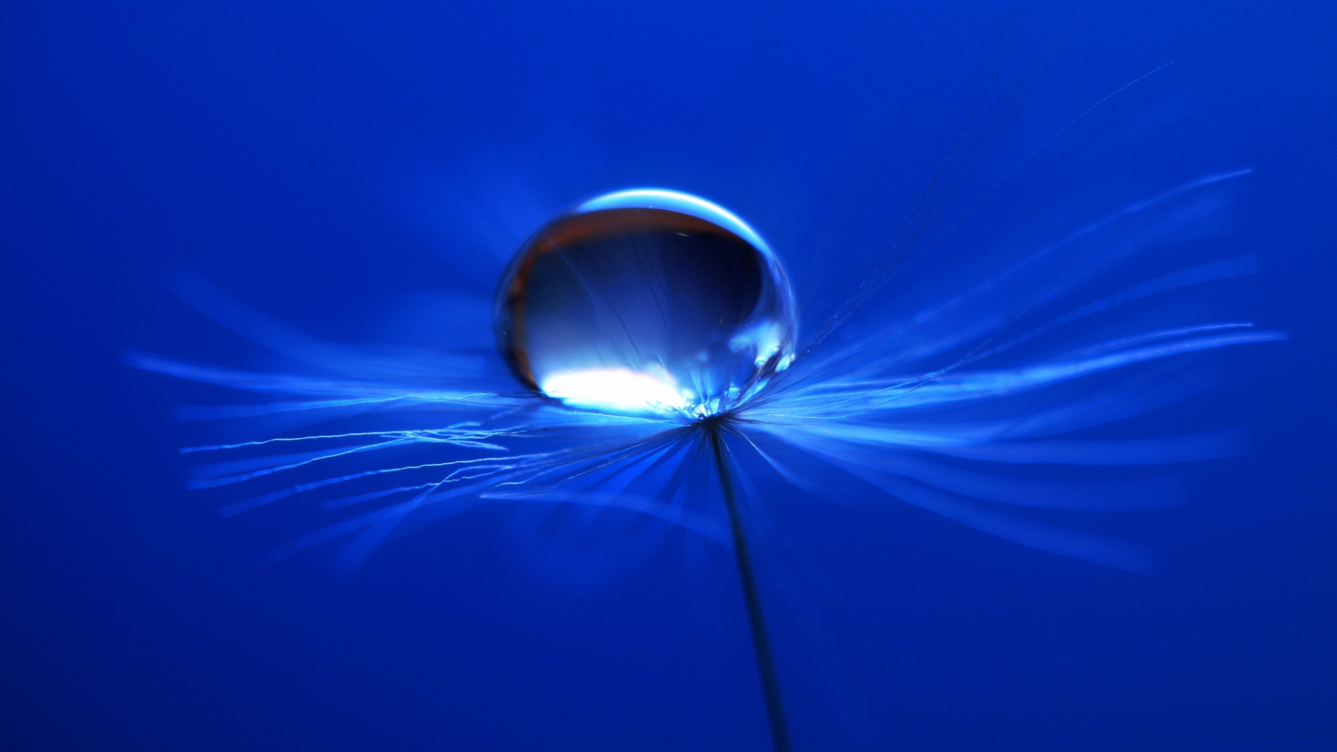 Dewdrop Wallpapers - Wallpaper Cave