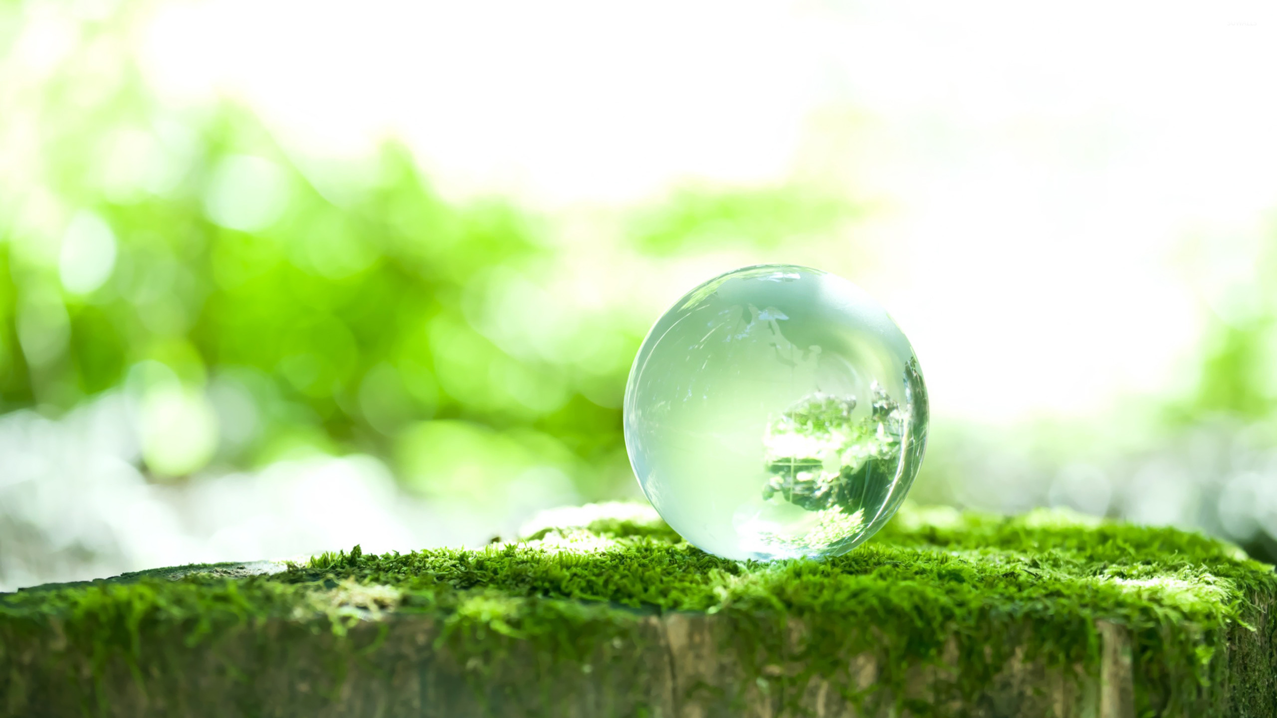 Dewdrop Wallpapers - Wallpaper Cave