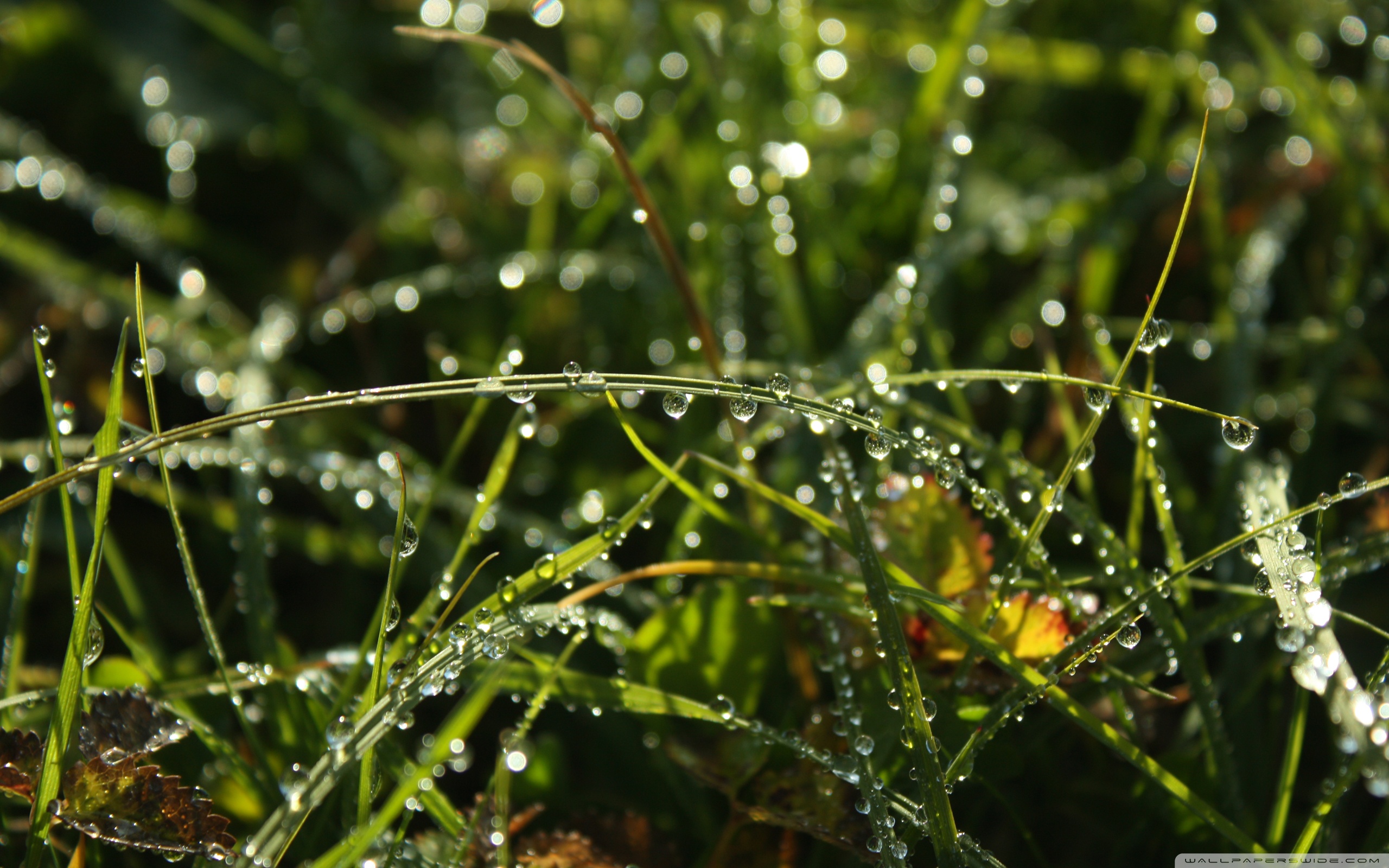 Dewdrop Wallpapers - Wallpaper Cave
